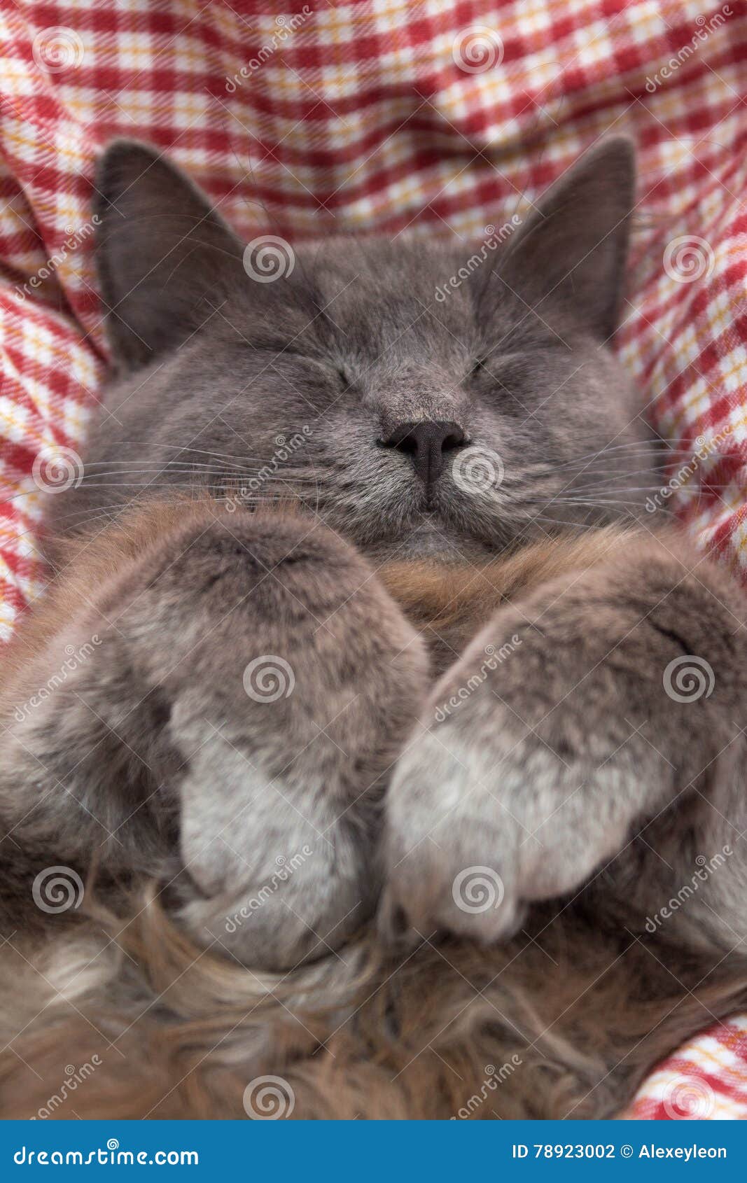Gray Kitten Sleeping Sweetly on Back, Paws Folded on Chest Stock Photo ...