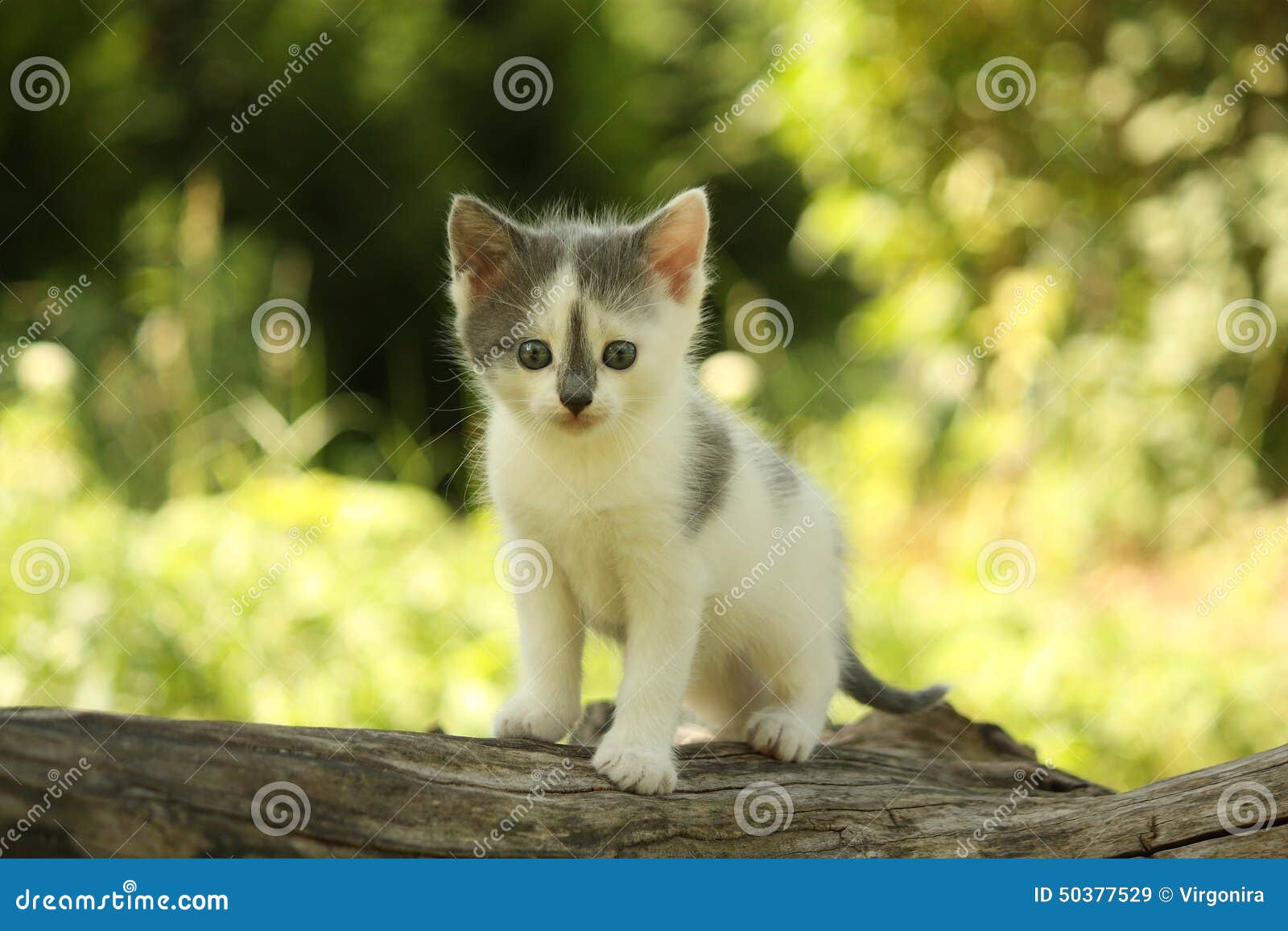 Gray Kitten Standing on the Tree Stump Stock Image - Image of pose ...