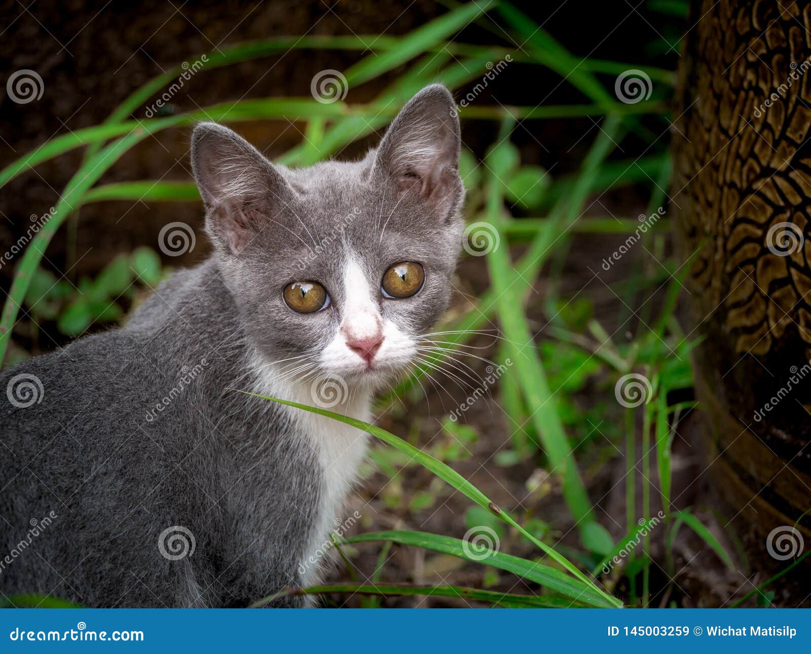 Gray Kitten Staring imagen de archivo. Imagen de felino - 145003259