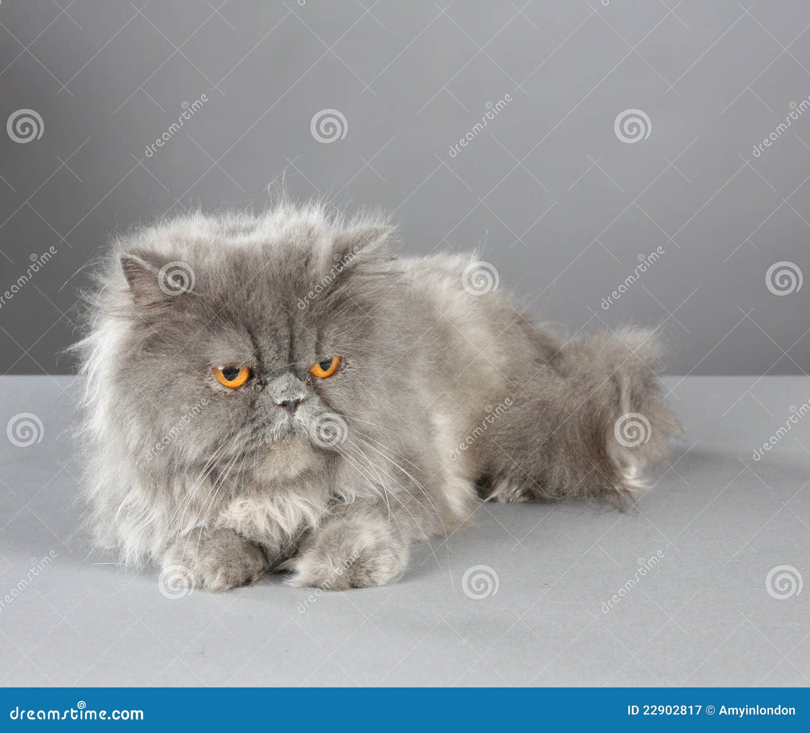 Gray Kitty stock image. Image of cats, fluffy, fierce - 22902817