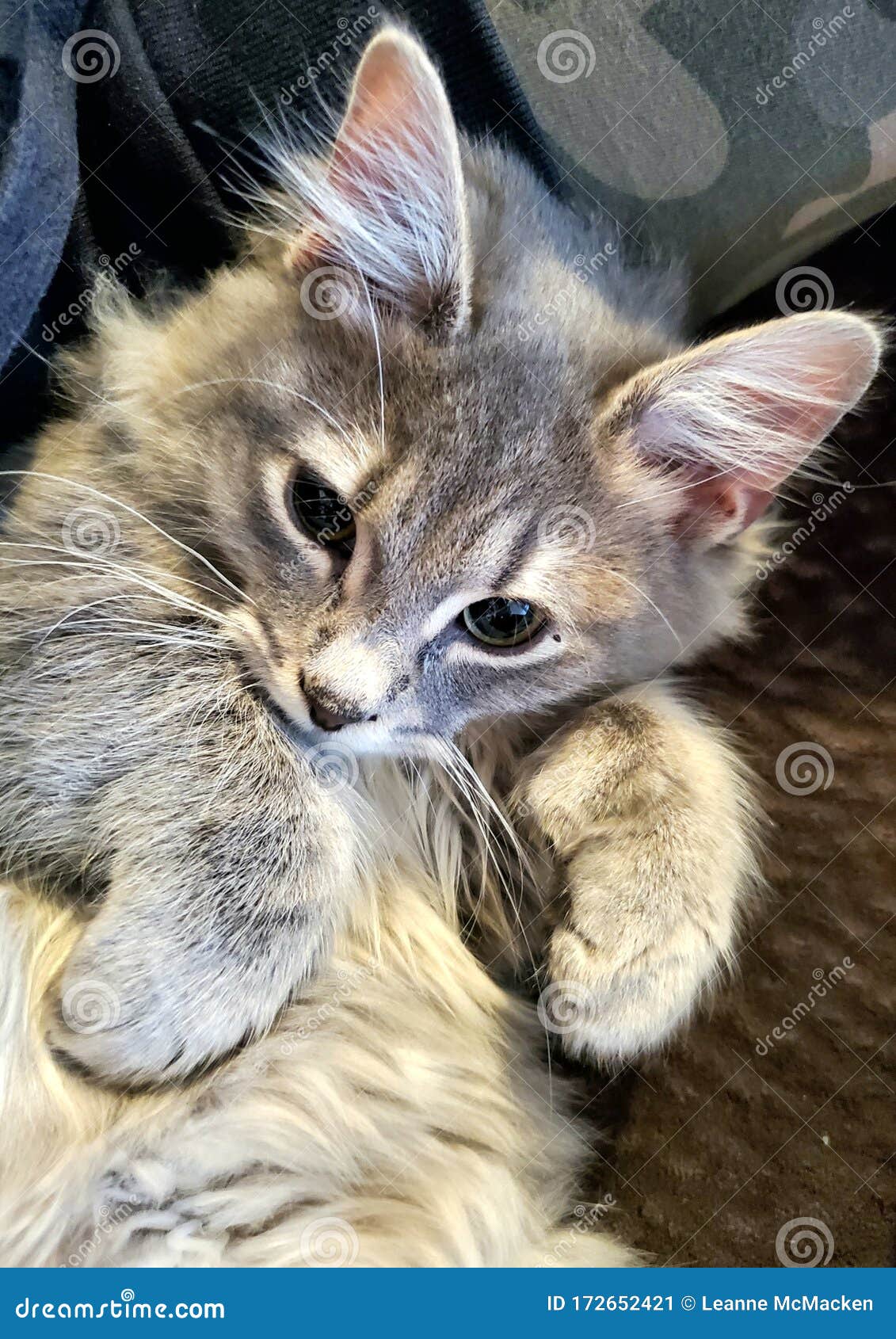 Gray kitty stock image. Image of kitty, polydactal, gray - 172652421