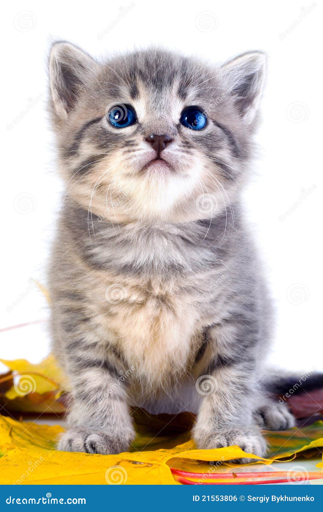 Gray Kitty on Yellow Leaves Stock Photo - Image of tabby, leaves: 21553806