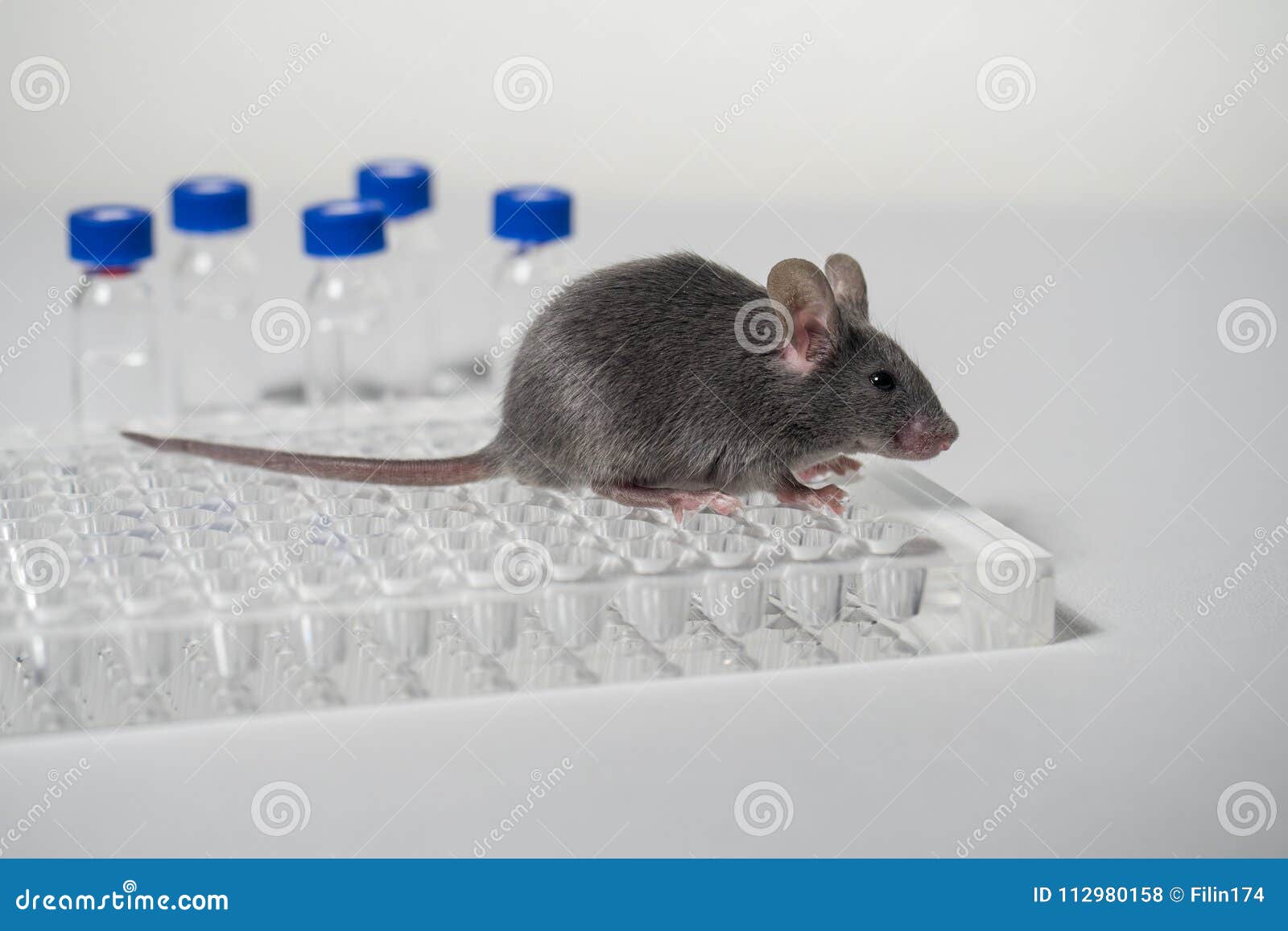 A Gray Laboratory Mouse with an Immunological Plate and Vials. Stock ...