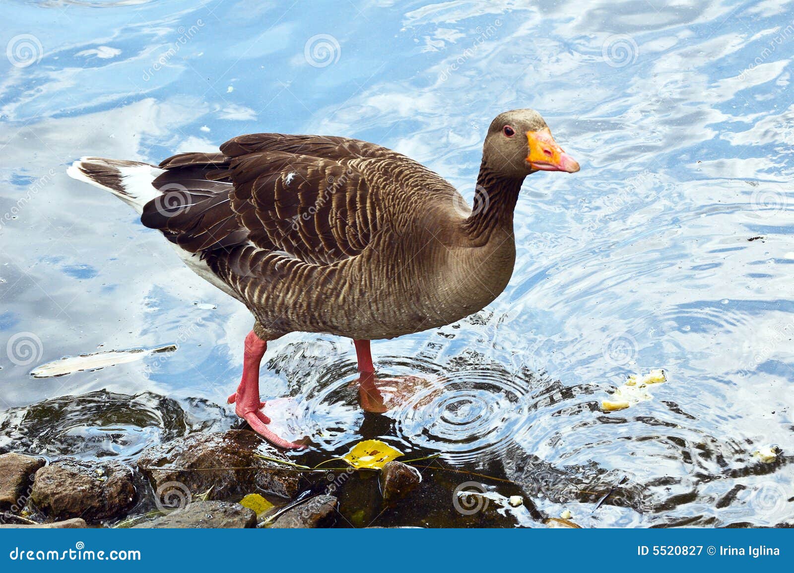 Gray lag goose stock image. Image of waterfowl, poultry - 5520827
