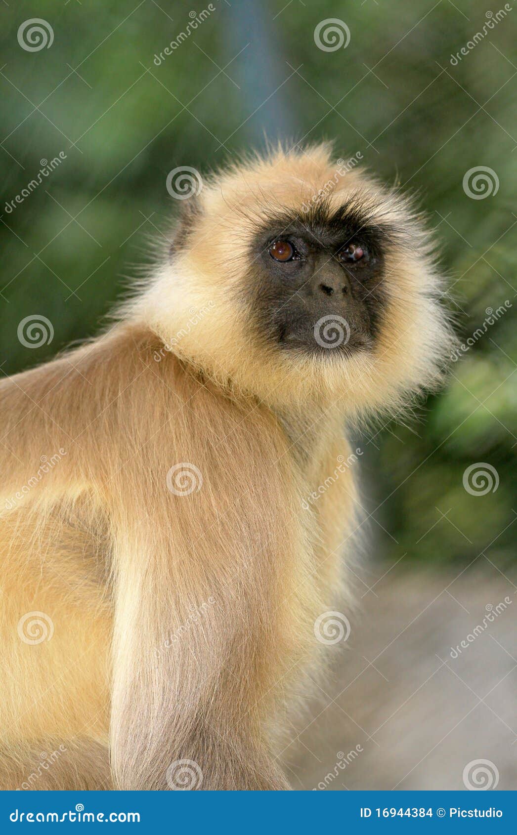 Gray langoor stock photo. Image of closeup, forests, monkey - 16944384