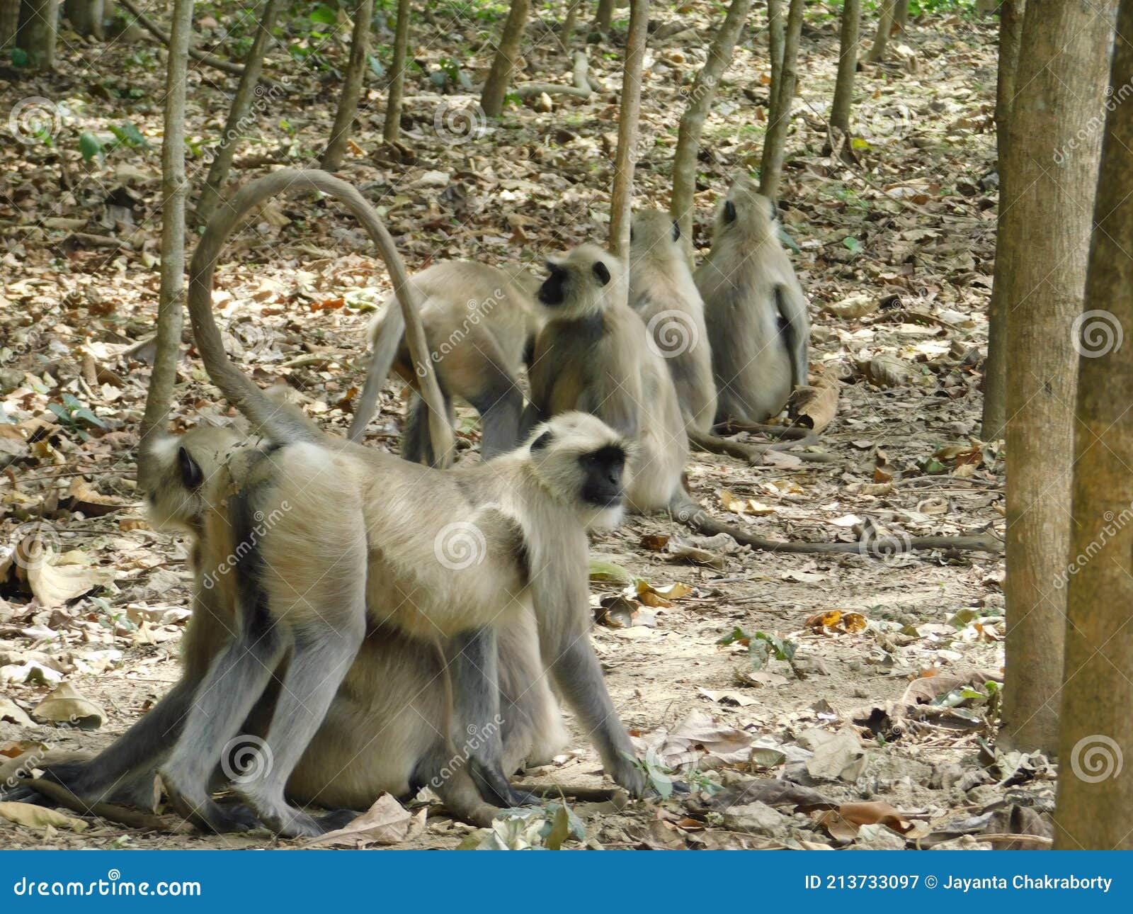 Gray Langur Close Up , Indian Monkey, Black Face Monkey, Face Close Up ...