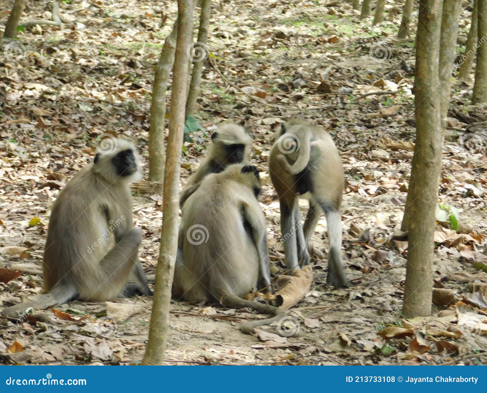 Gray Langur Close Up , Indian Monkey, Black Face Monkey, Face Close Up ...