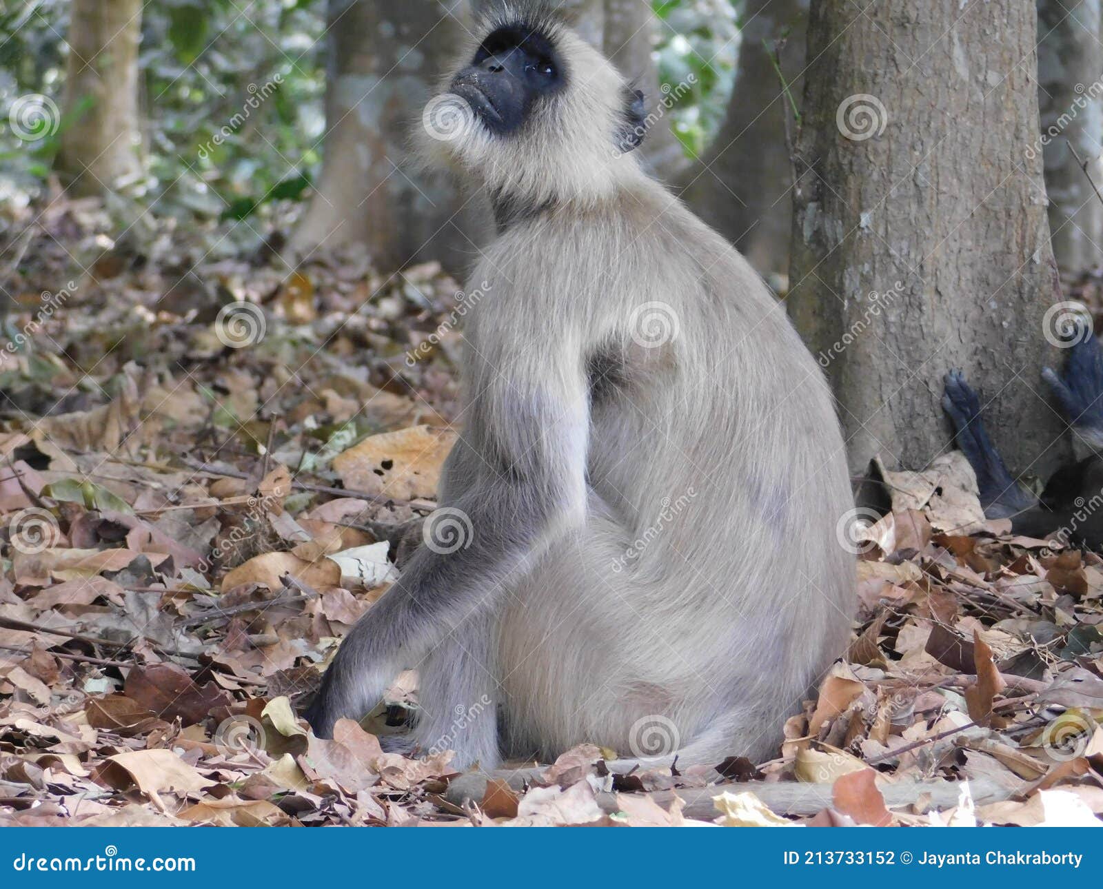 Gray Langur Close Up , Indian Monkey, Black Face Monkey, Face Close Up ...