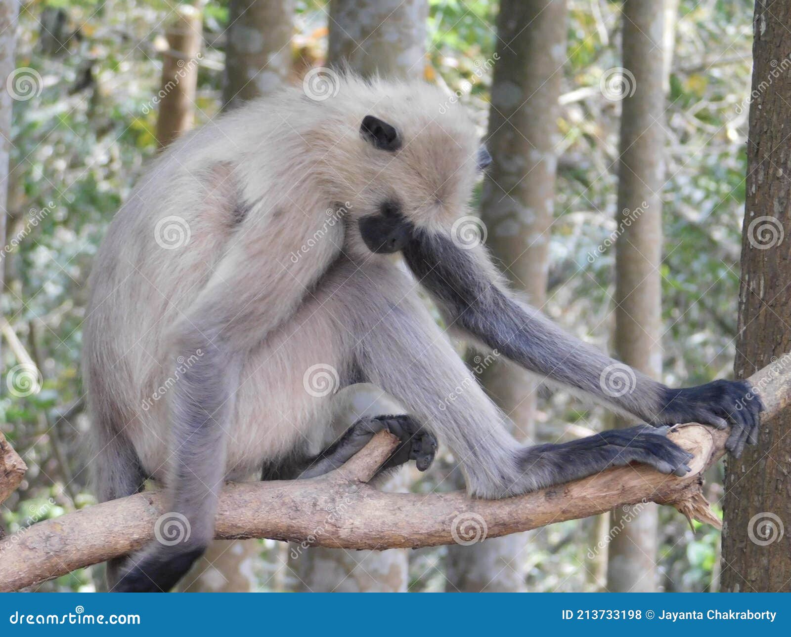 Gray Langur Close Up , Indian Monkey, Black Face Monkey, Face Close Up ...