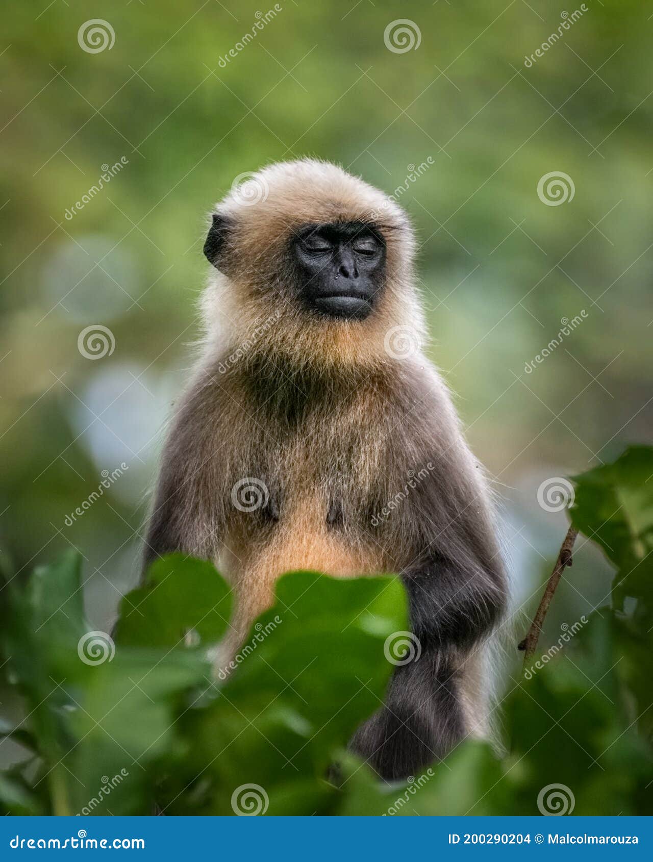 Gray Langur with eyes shut stock photo. Image of habitat - 200290204