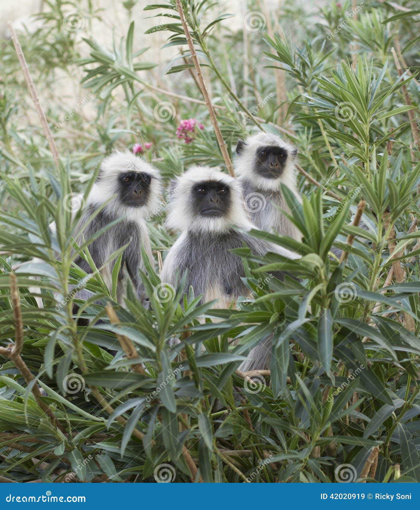 Gray langur monkey stock image. Image of furry, animal - 42020919