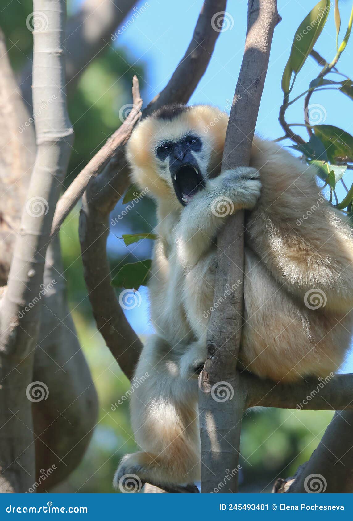 Gray Langur Monkey Angrily Bared His Teeth, Sits on a Tree Branch Stock ...
