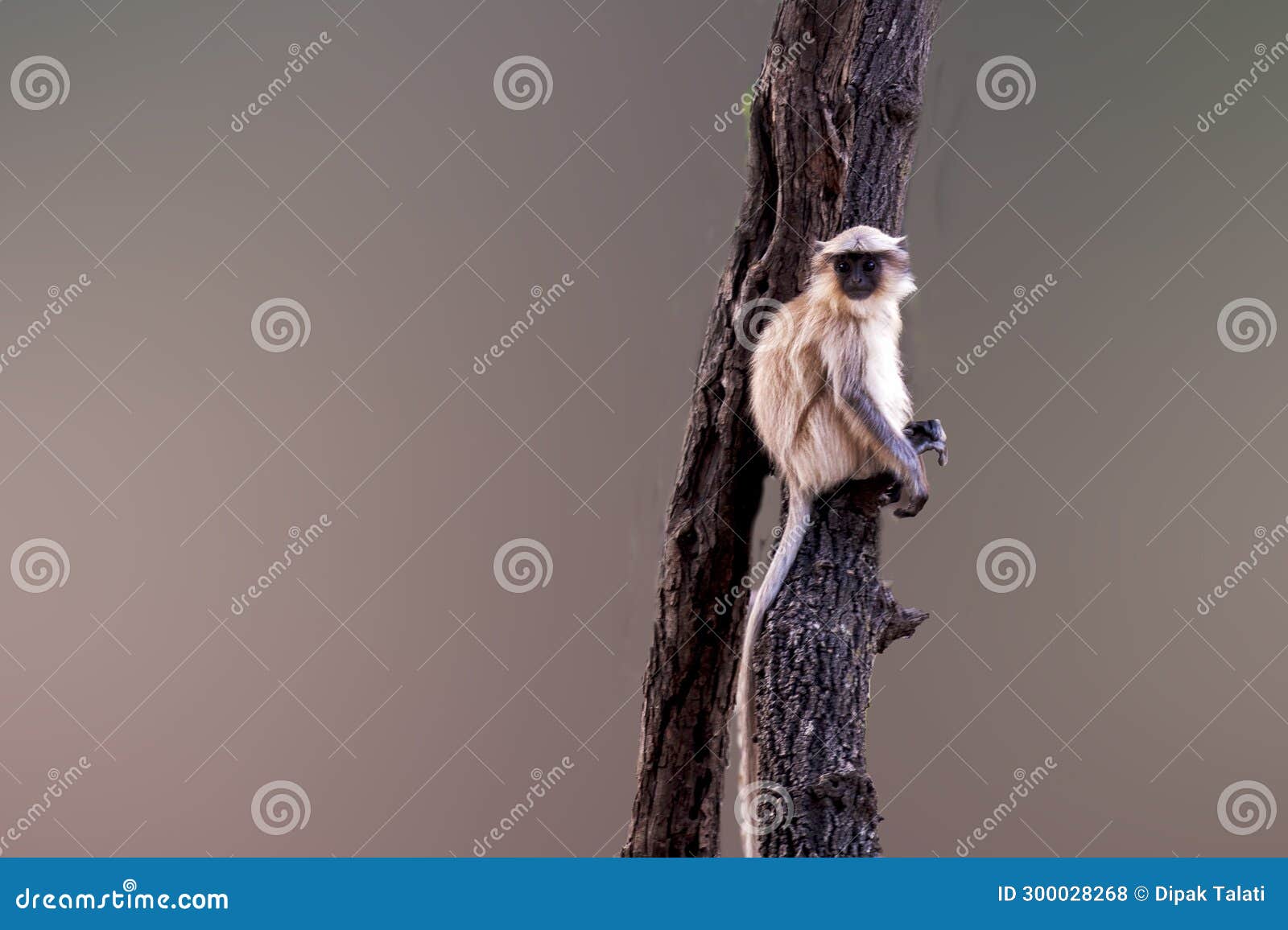 Gray Langur or Monkey at Sassan Gir Forest Stock Illustration ...