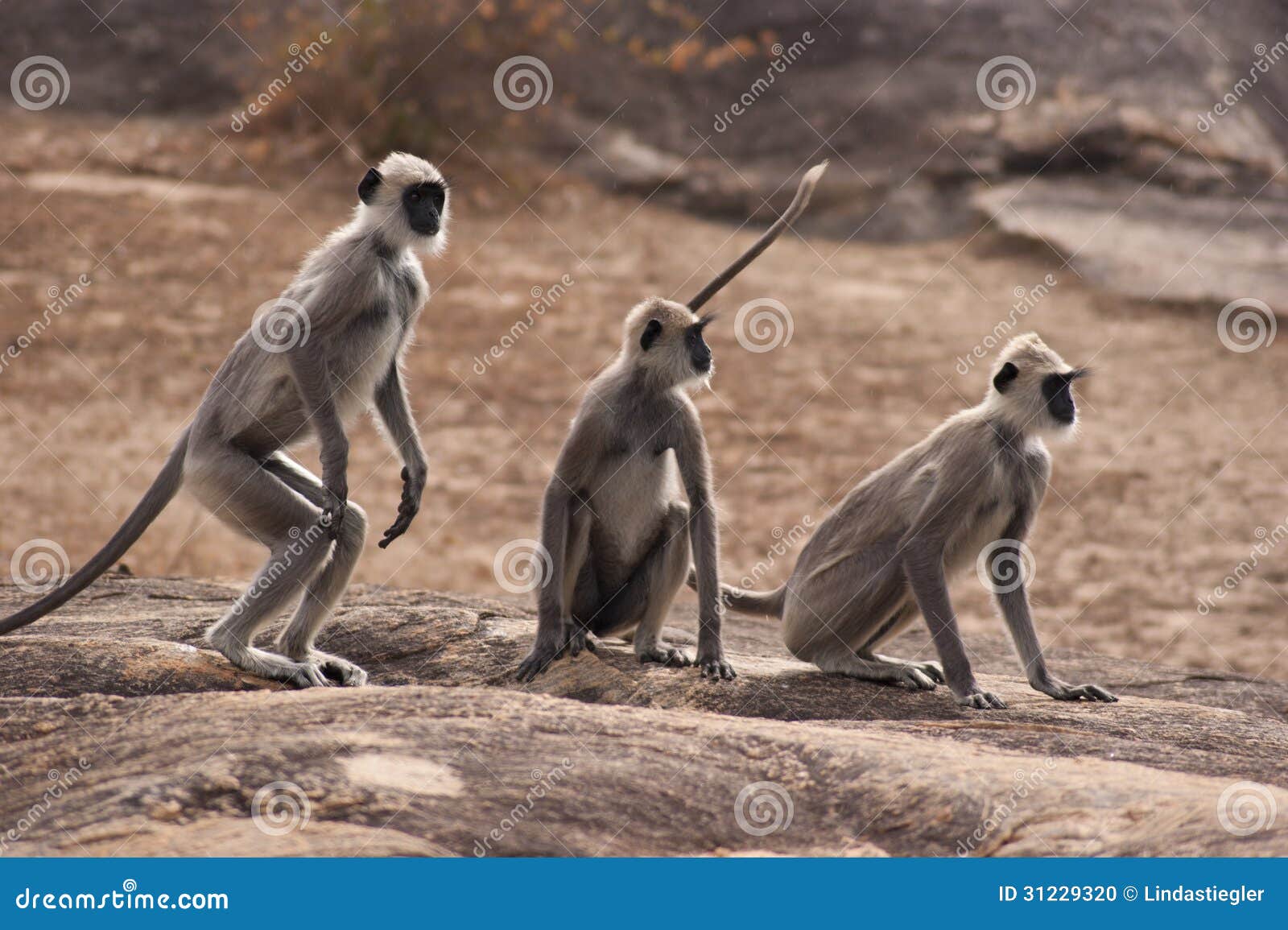 Gray Langur Monkeys of Sri Lanka Stock Photo - Image of langur ...