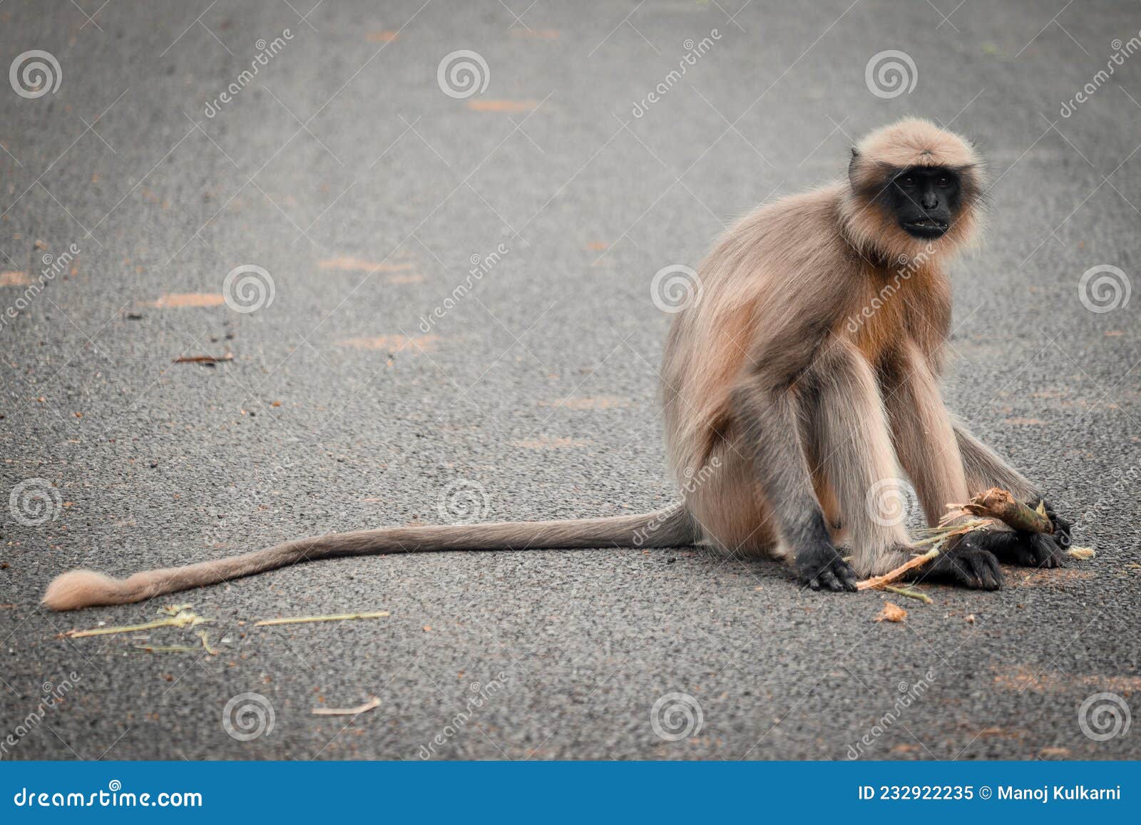 Gray Langur stock image. Image of bengal, outdoors, face - 232922235