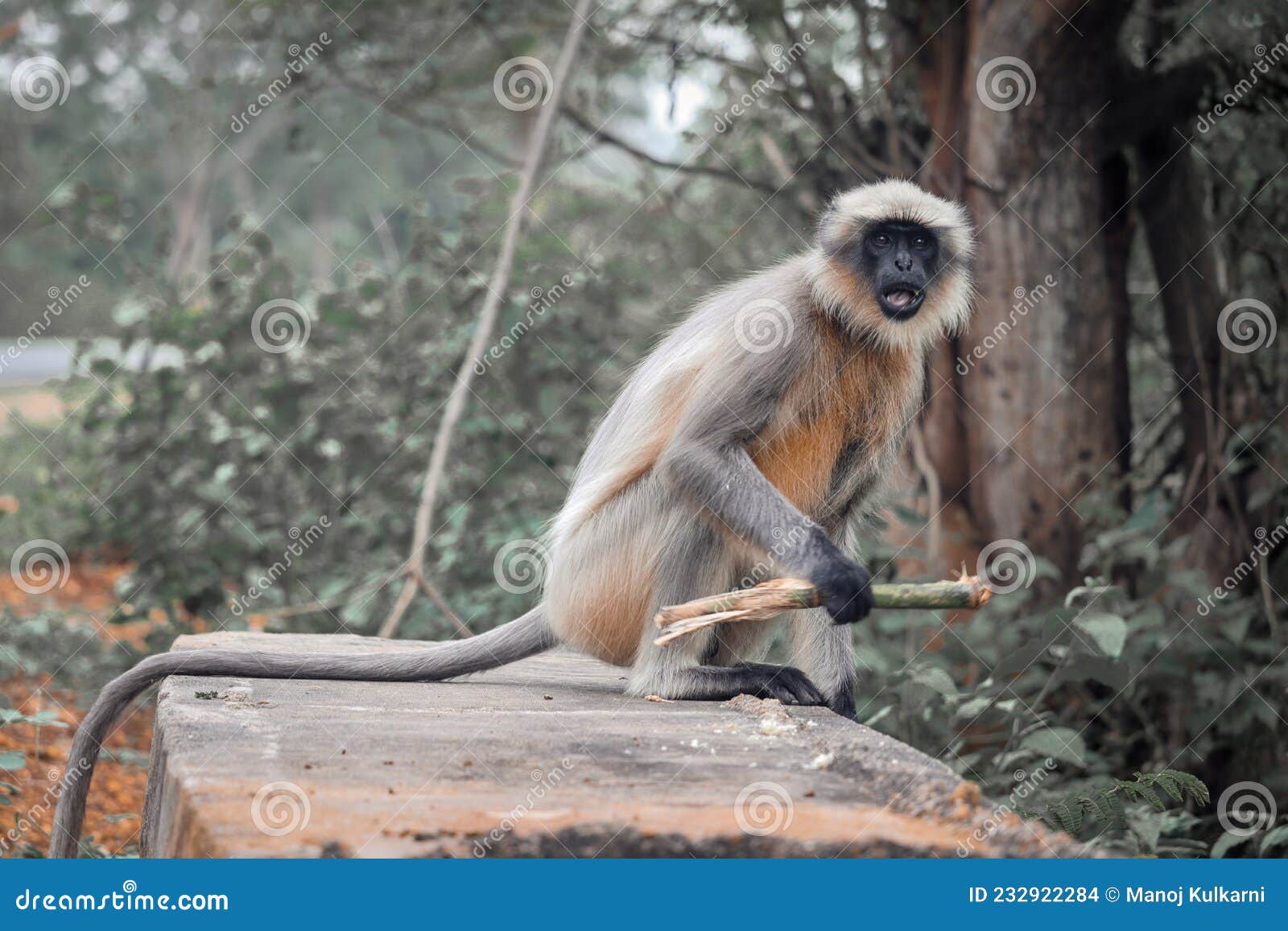 Gray Langur stock photo. Image of mammal, entellus, animated - 232922284