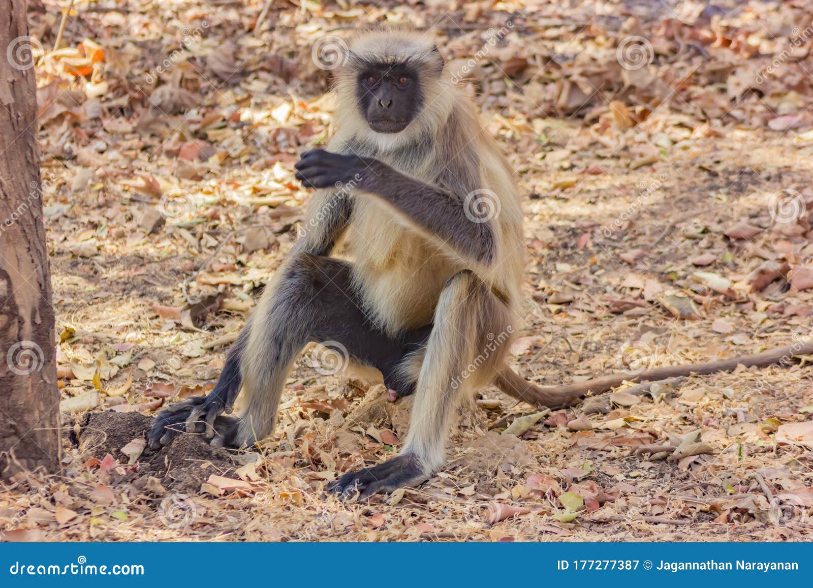 Gray Langur, Gir Natonal Park, Gujarat, India Stock Image - Image of ...