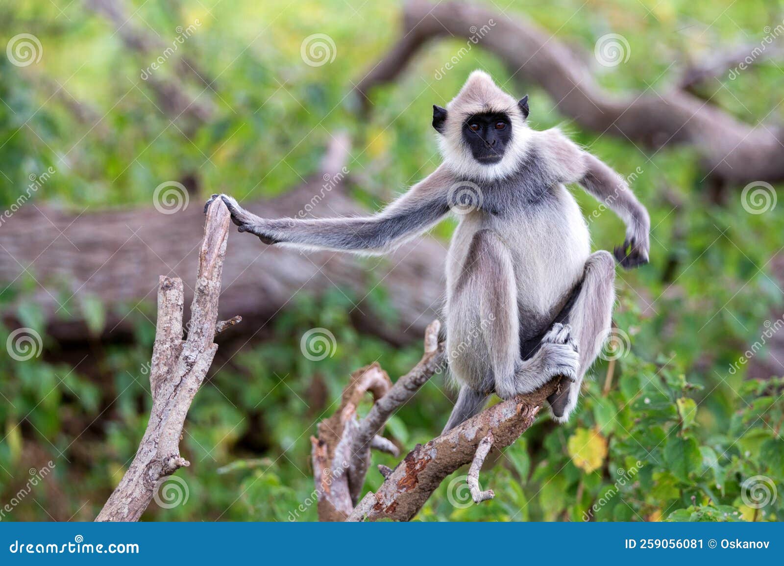 Gray Langur or Semnopithecus Priam Thersites Sits on Tree Stock Image ...