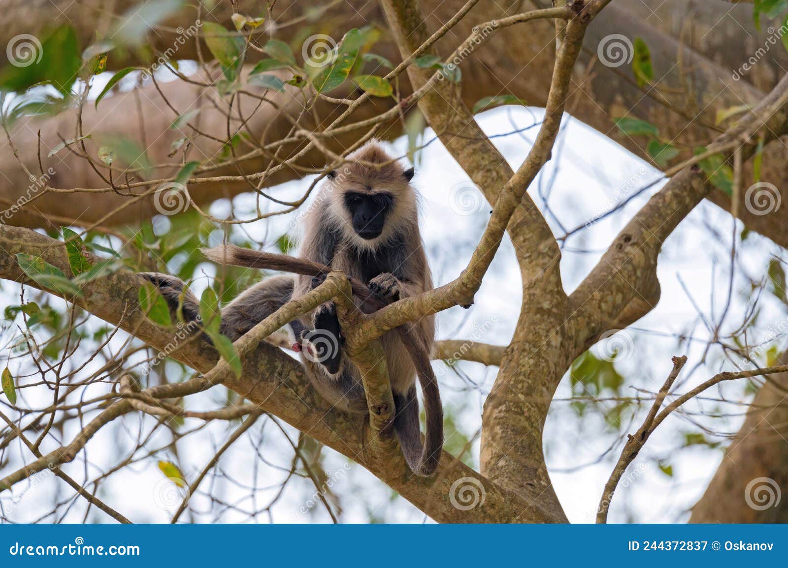 Gray Langur or Semnopithecus Priam Thersites Sits on Tree Stock Image ...