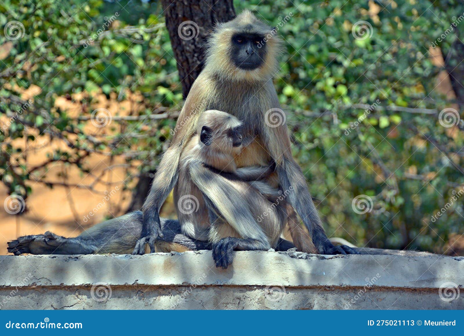 Gray Langurs, Also Called Hanuman Langurs and Hanuman Monkeys, Stock ...