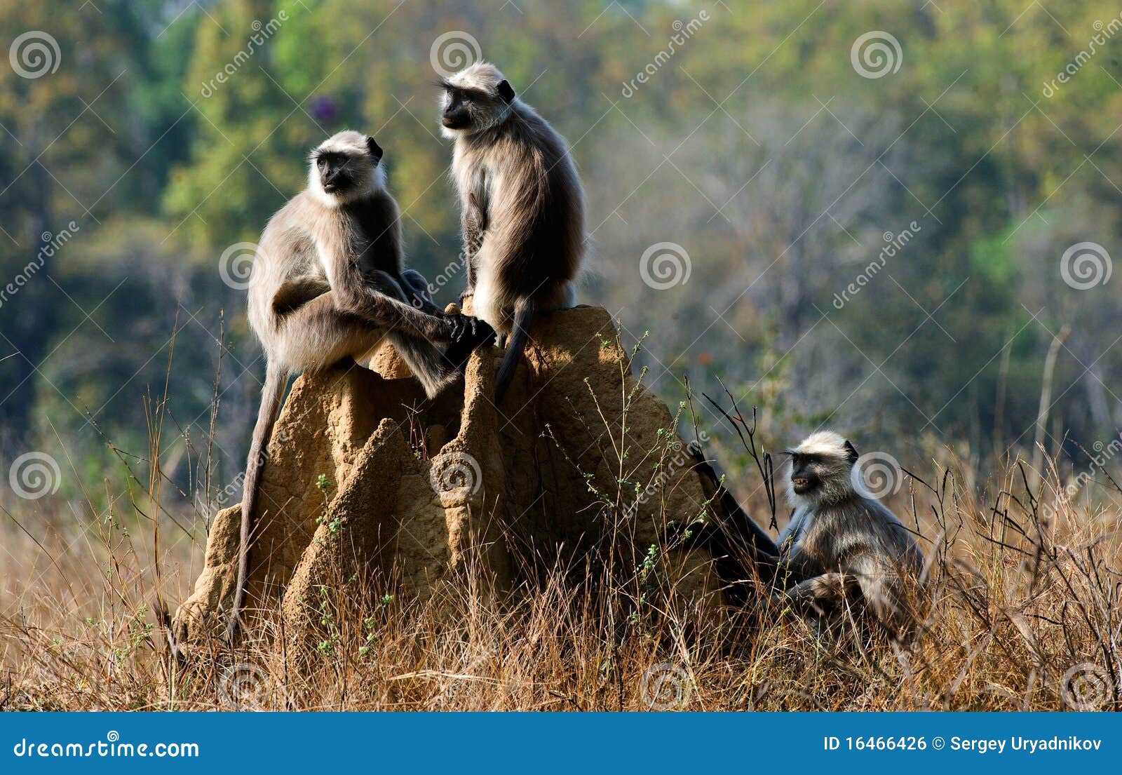 Gray Langurs/ Presbytis Entellus Stock Photo - Image of cute, habitat ...