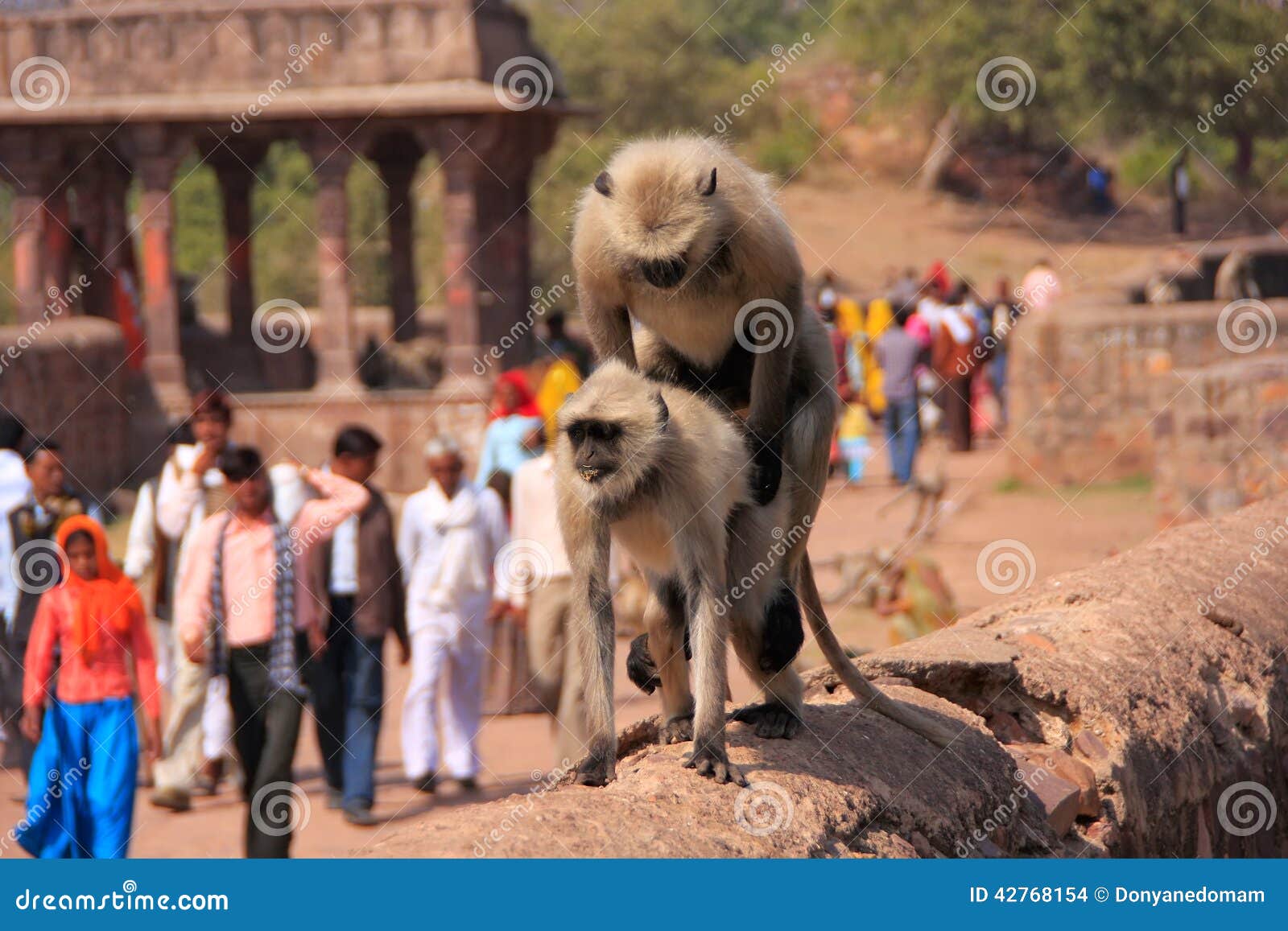 Gray Langurs (Semnopithecus Dussumieri) Mating At Ranthambore Fort ...