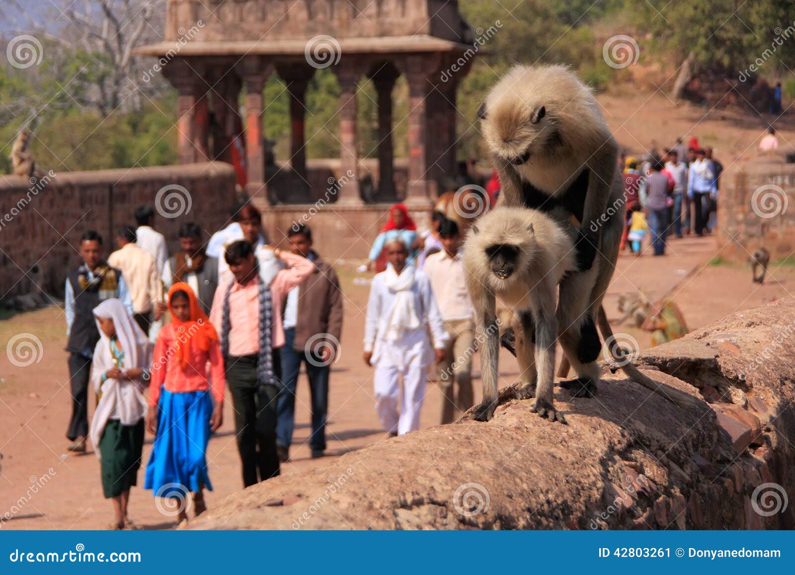 Gray Langurs (Semnopithecus Dussumieri) Mating At Ranthambore Fort ...