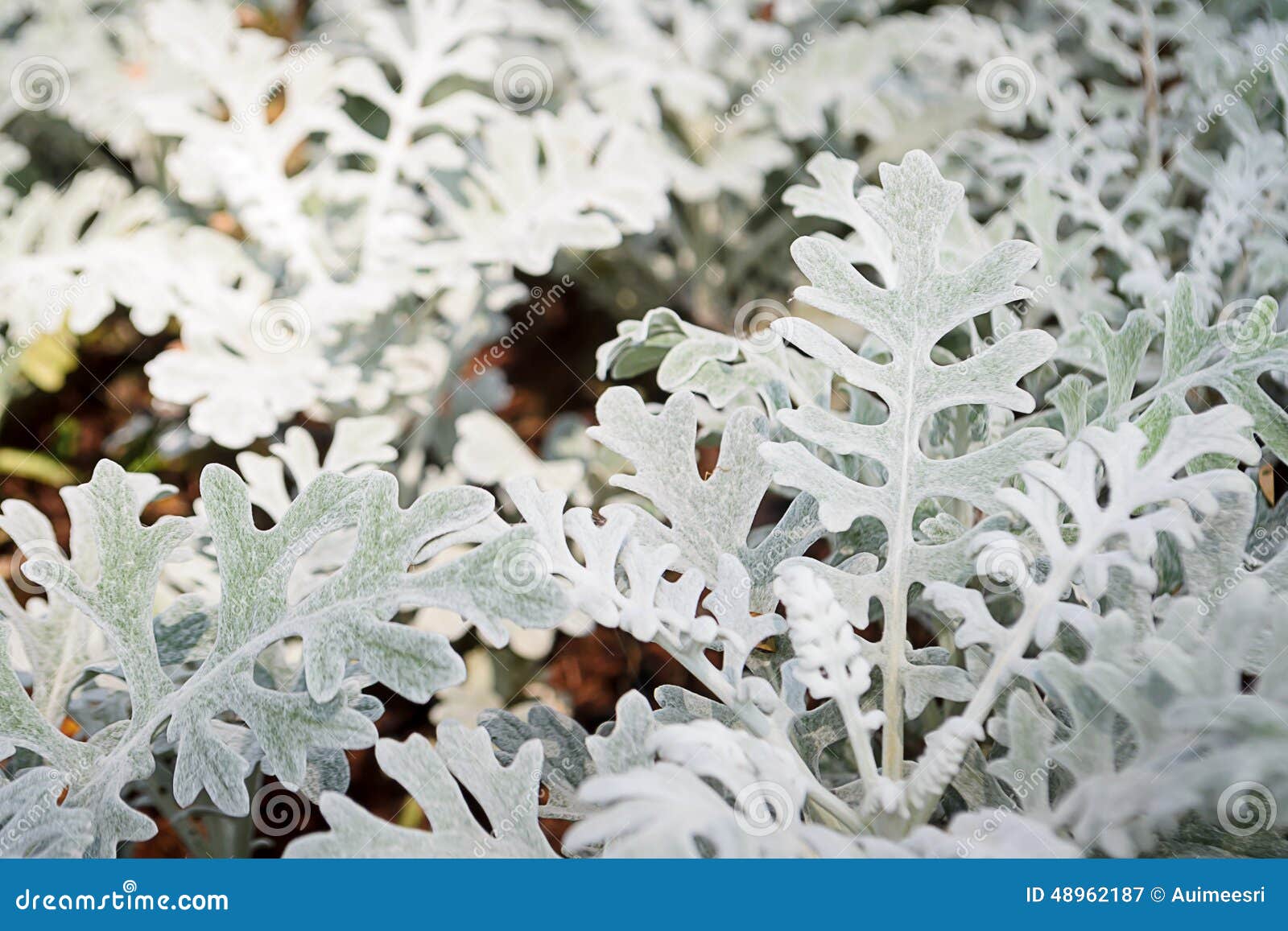 Gray leaf of Dusty Miller stock image. Image of flower - 48962187