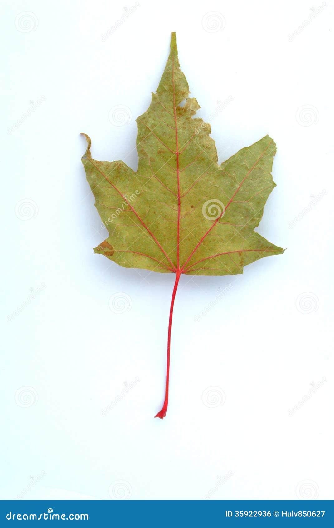 Gray Leaf of fall stock photo. Image of colorful, decoration - 35922936