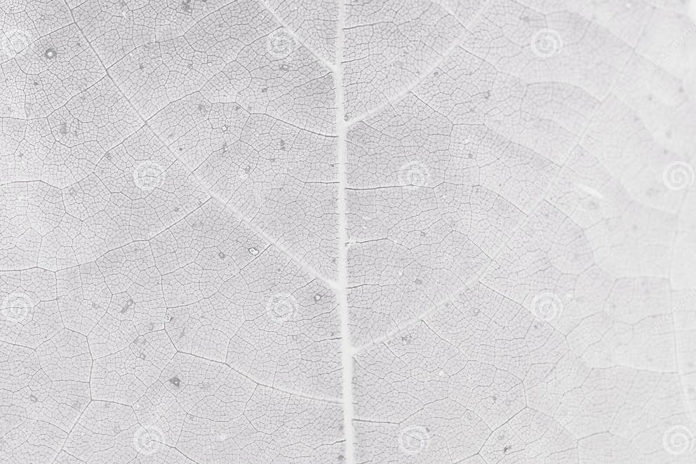Gray Leaf Pattern Textured Backdrop Stock Illustration - Illustration ...