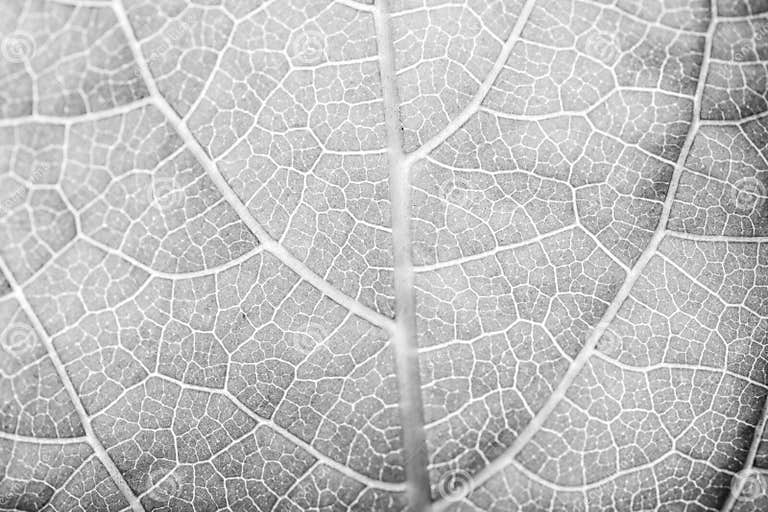 Gray Leaf Texture Black and White Color of Leaf Texture Background ...