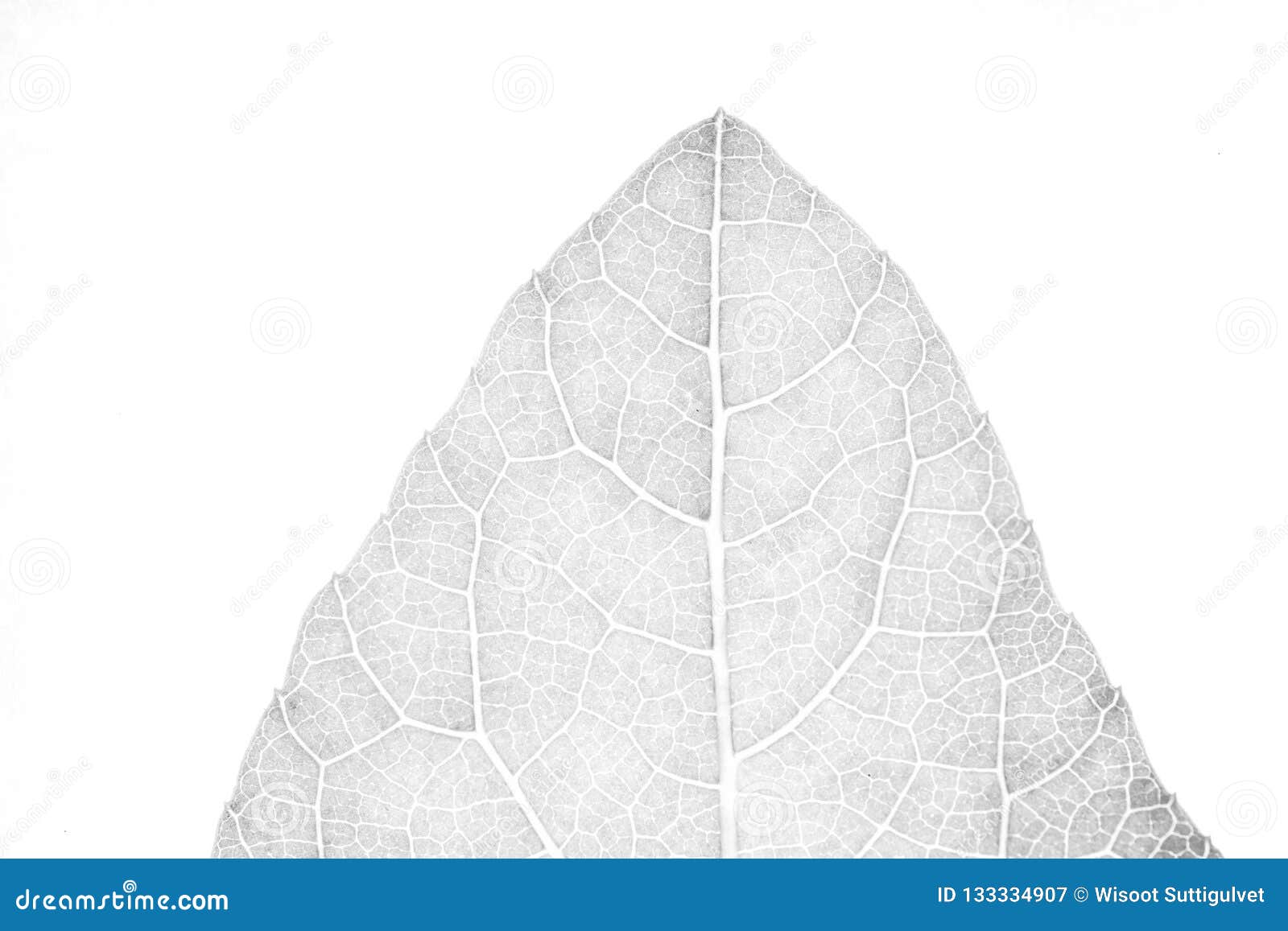 Gray Leaf Texture Black and White Color of Leaf Texture Background ...