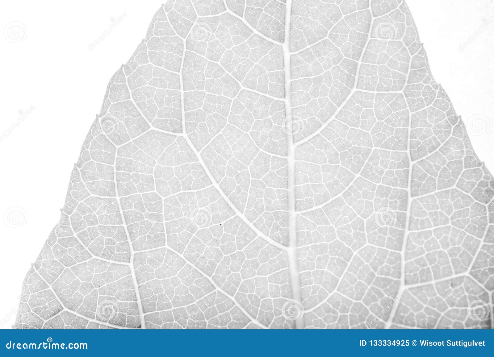 Gray Leaf Texture Black and White Color of Leaf Texture Background ...