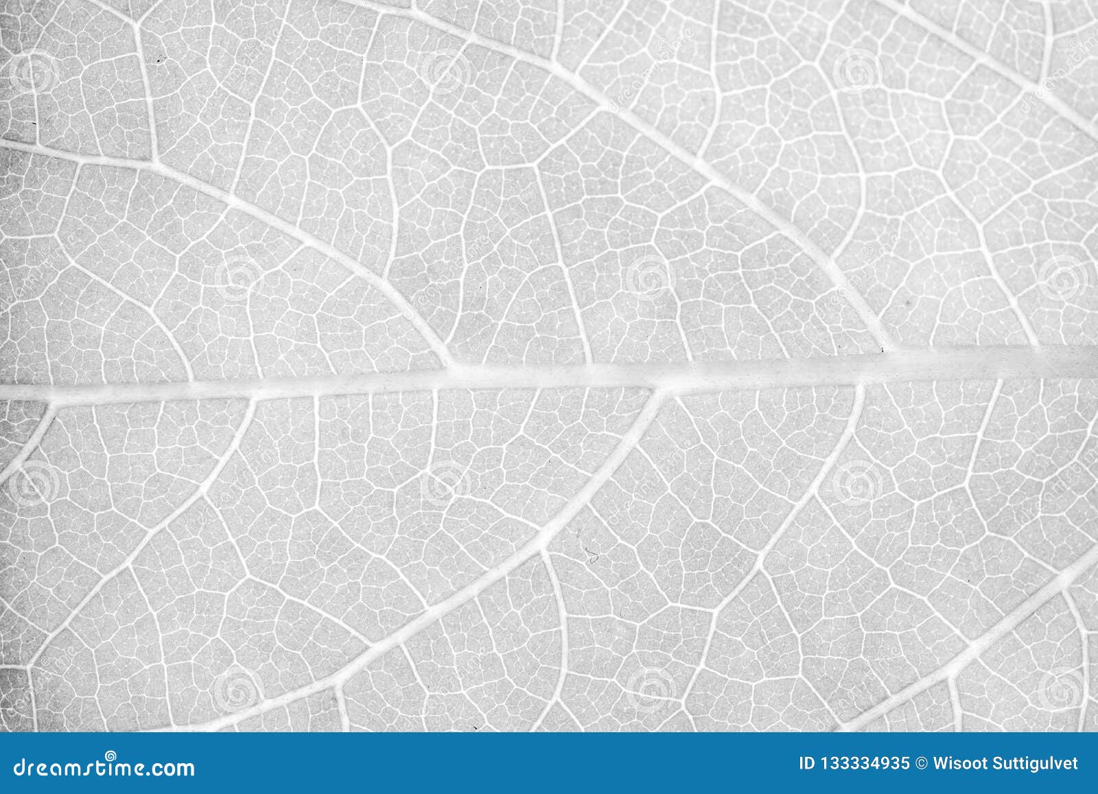 Gray Leaf Texture Black and White Color of Leaf Texture Background ...