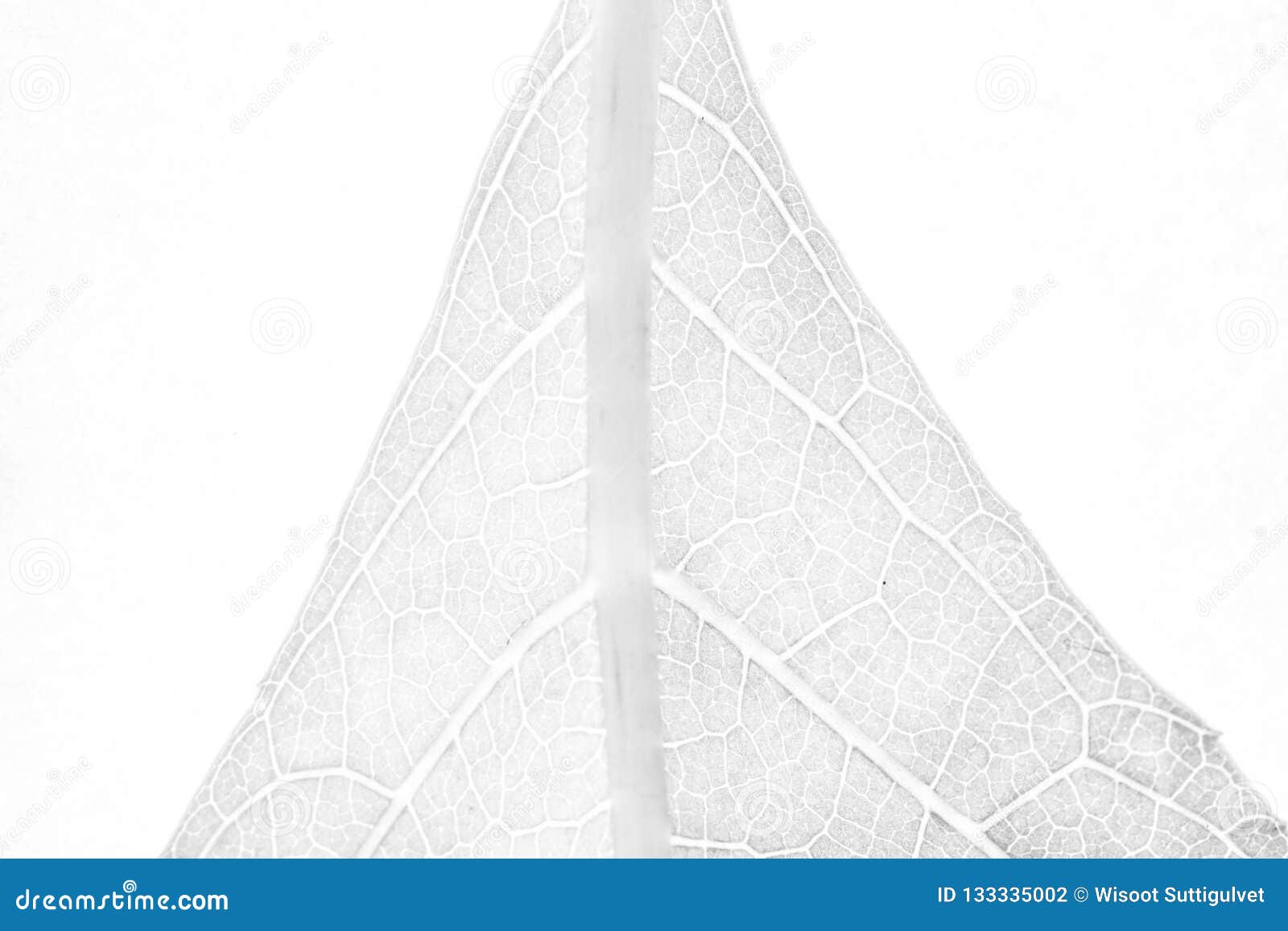 Gray Leaf Texture Black and White Color of Leaf Texture Background ...