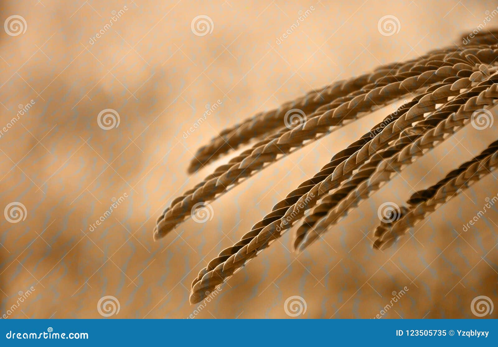 Gray leaf stock image. Image of transparent, gray, colors - 123505735