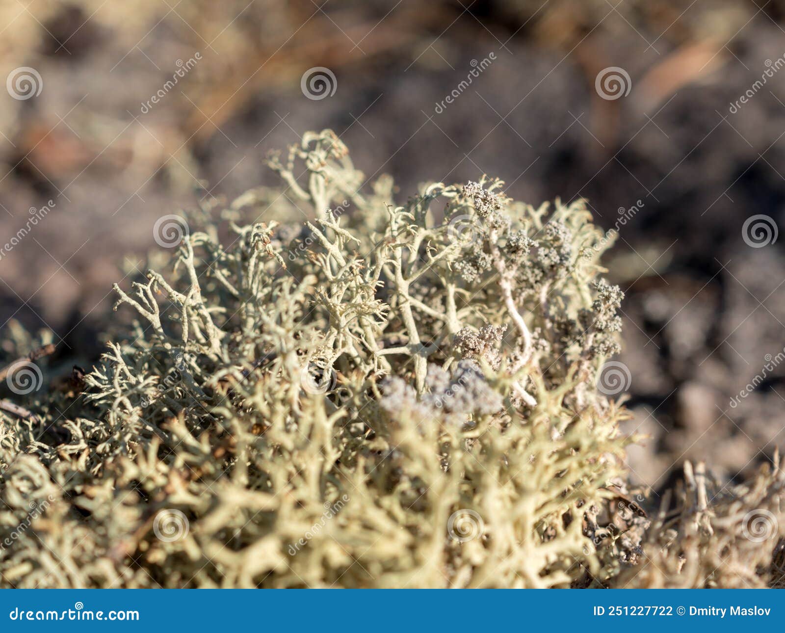 Gray lichen close up stock photo. Image of forest, gray - 251227722