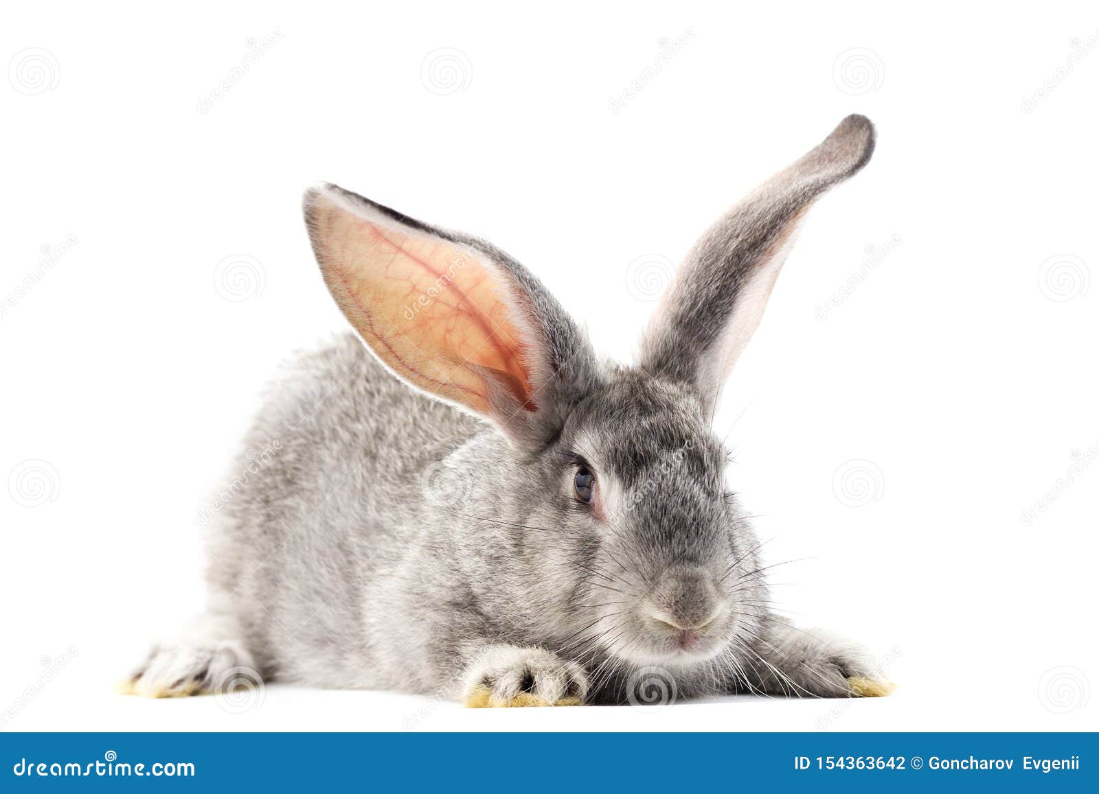 Gray Little Fluffy Rabbit Isolated on White Background Stock Photo ...