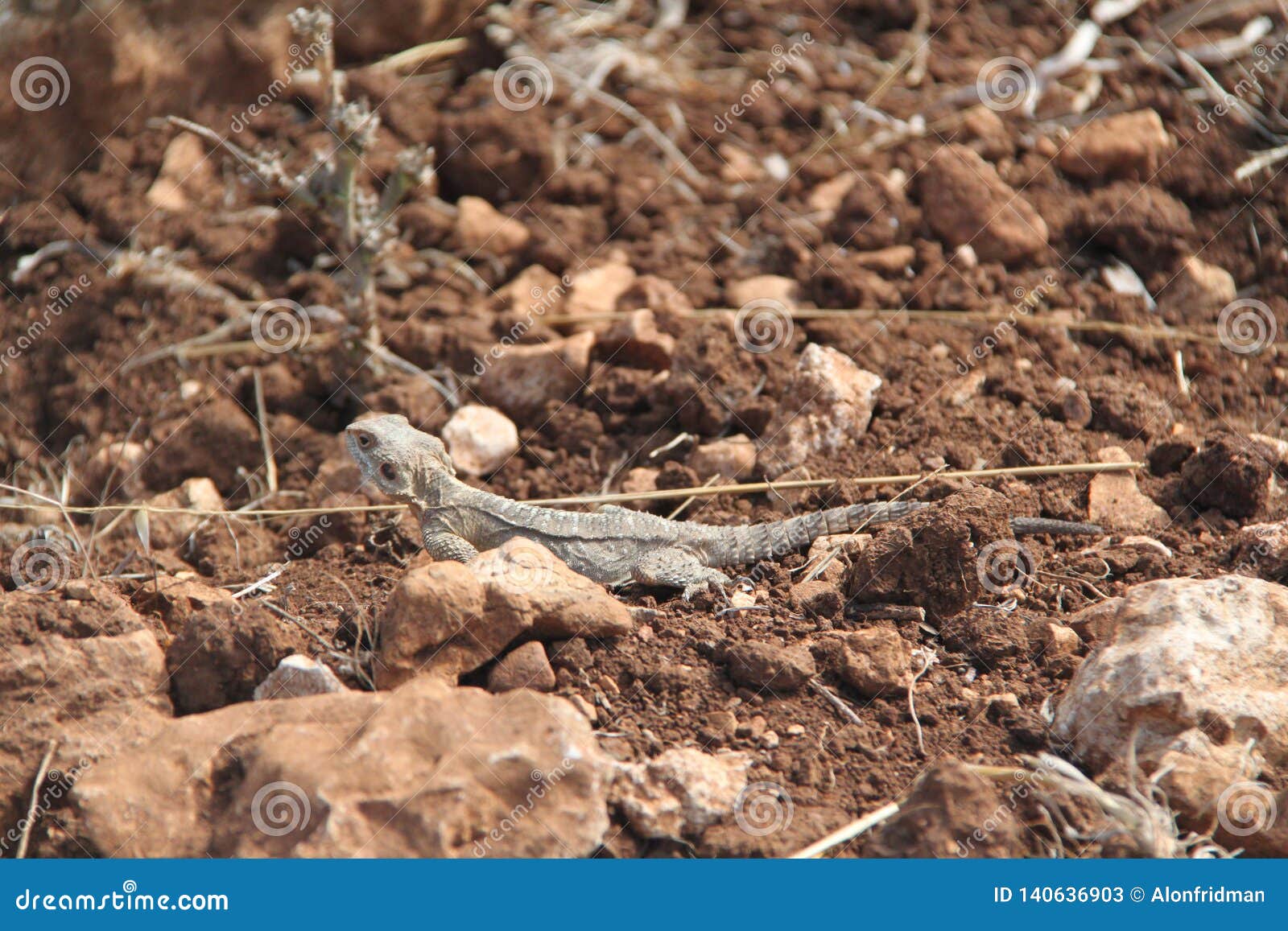 Gray Lizard on Brown Soil stock image. Image of soil - 140636903