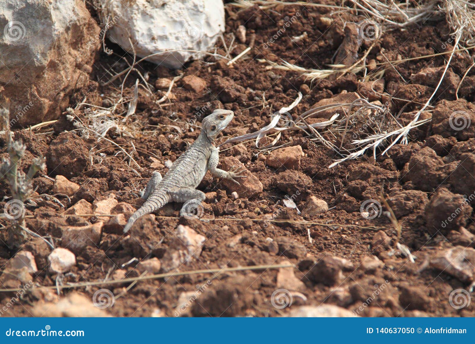 Gray Lizard on Brown Soil stock photo. Image of walk - 140637050