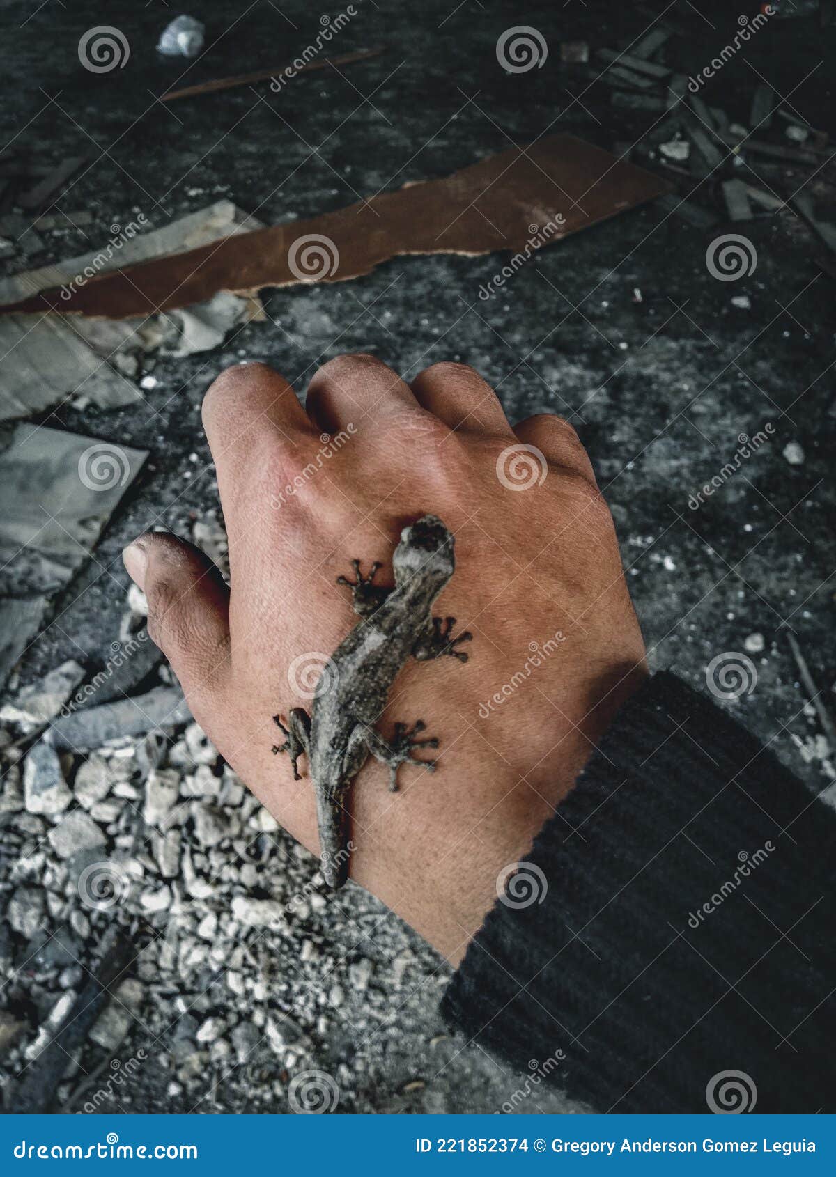 Gray lizard stock photo. Image of exotic, young, creature - 221852374