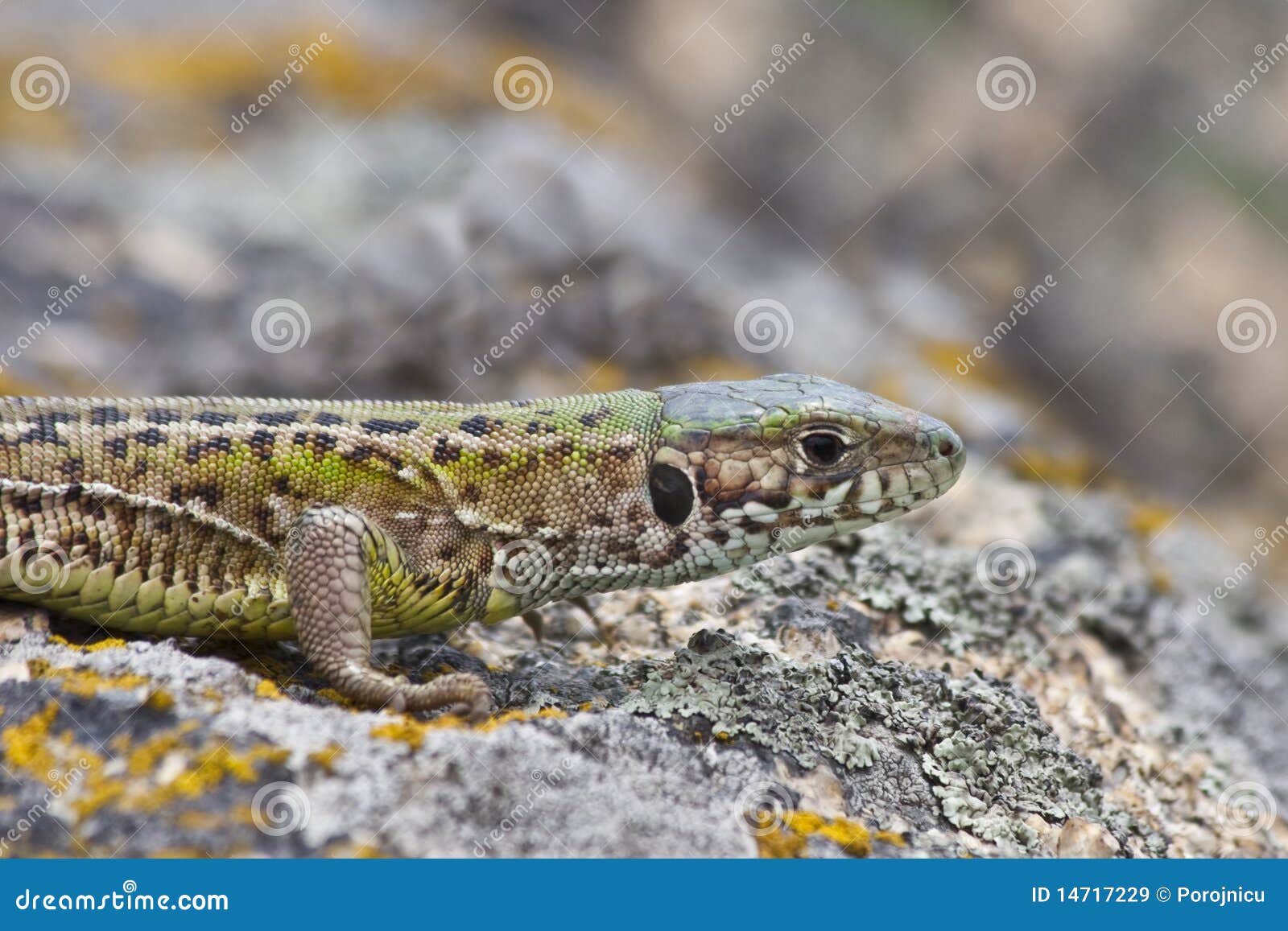 Gray Lizard (lacerta Agilis) Stock Image - Image of wildlife, lacerta ...