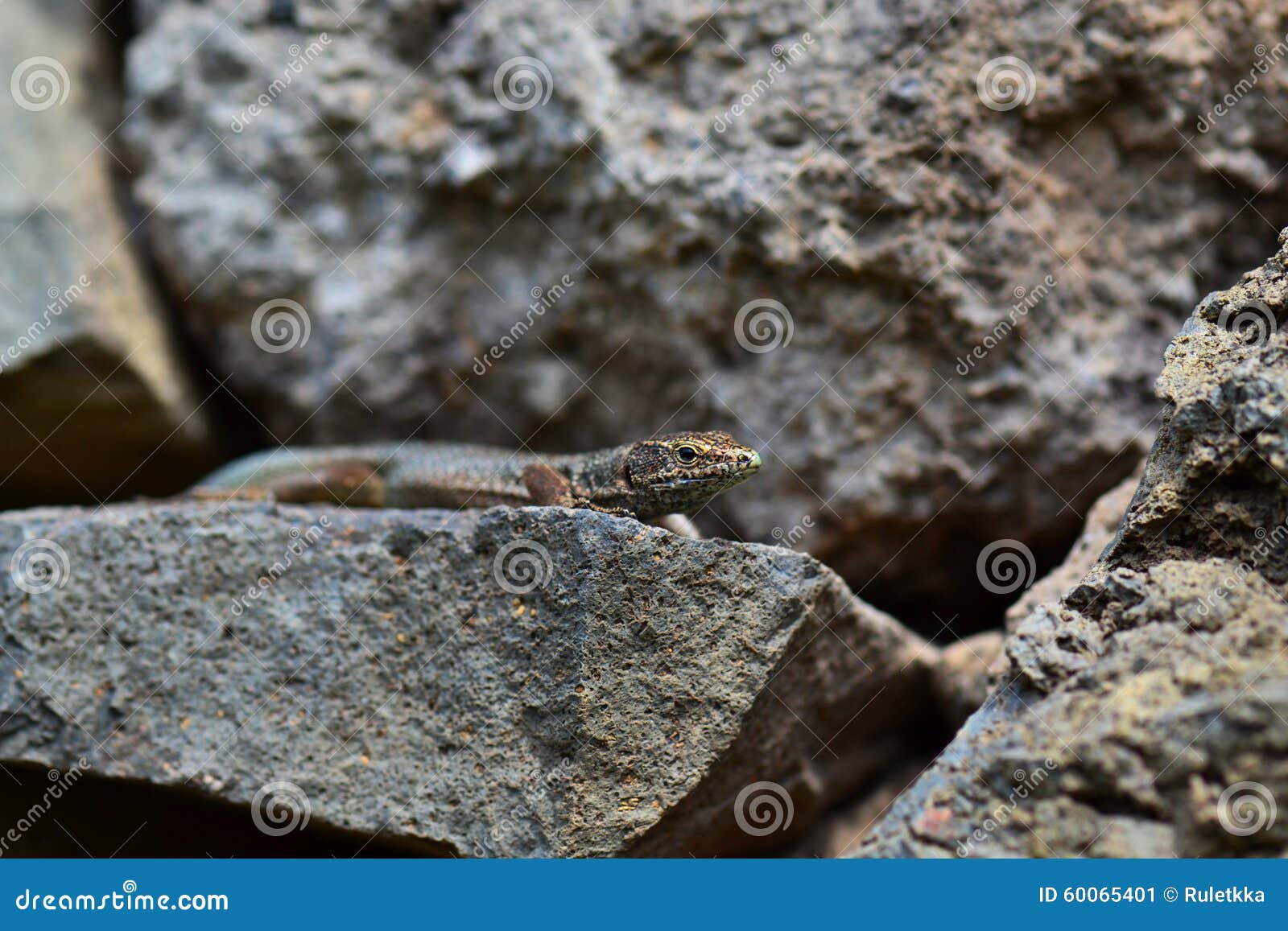 Gray Lizard Lying on a Rock Stock Image - Image of lacertian, macro ...