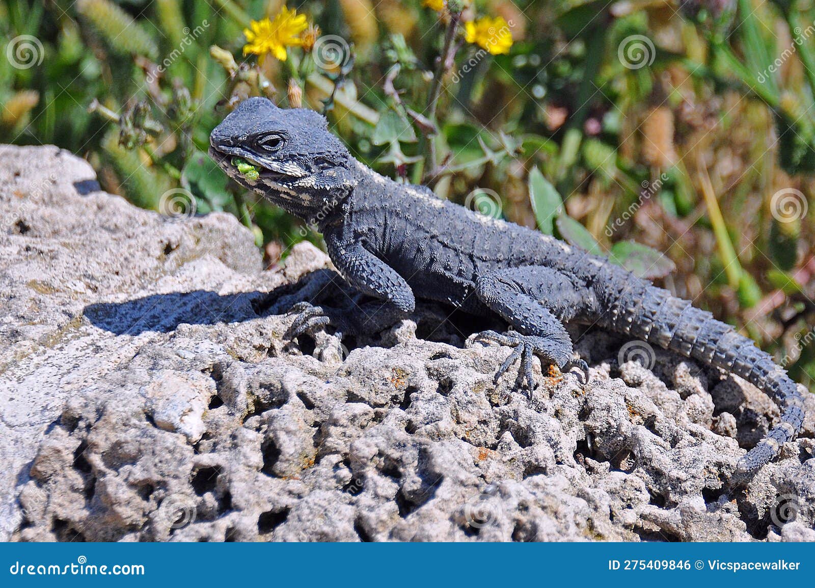 Gray lizard stock photo. Image of nature, natural, agamid - 275409846