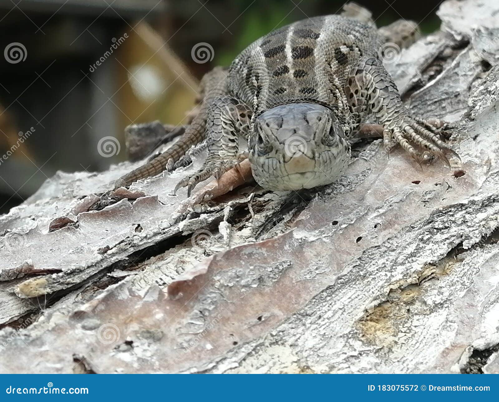 Gray lizard on a log stock photo. Image of letters, lizards - 183075572