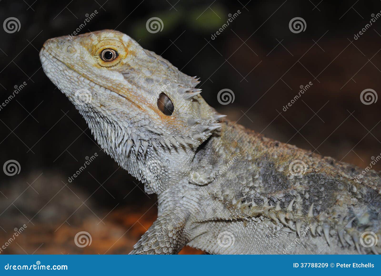 Gray lizard stock image. Image of fauna, gray, wildlife - 37788209