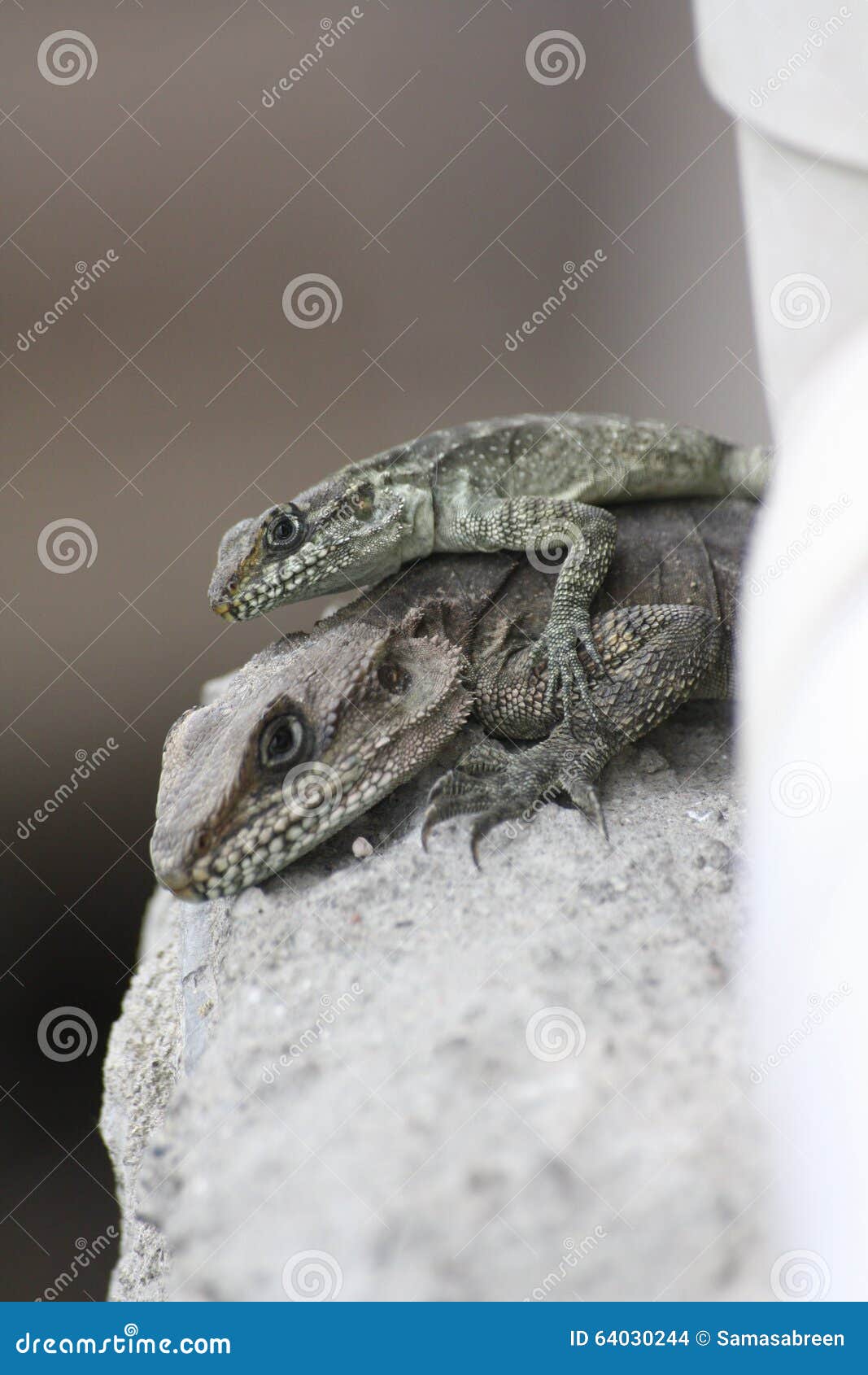 Gray lizard stock photo. Image of edge, mating, rejected - 64030244
