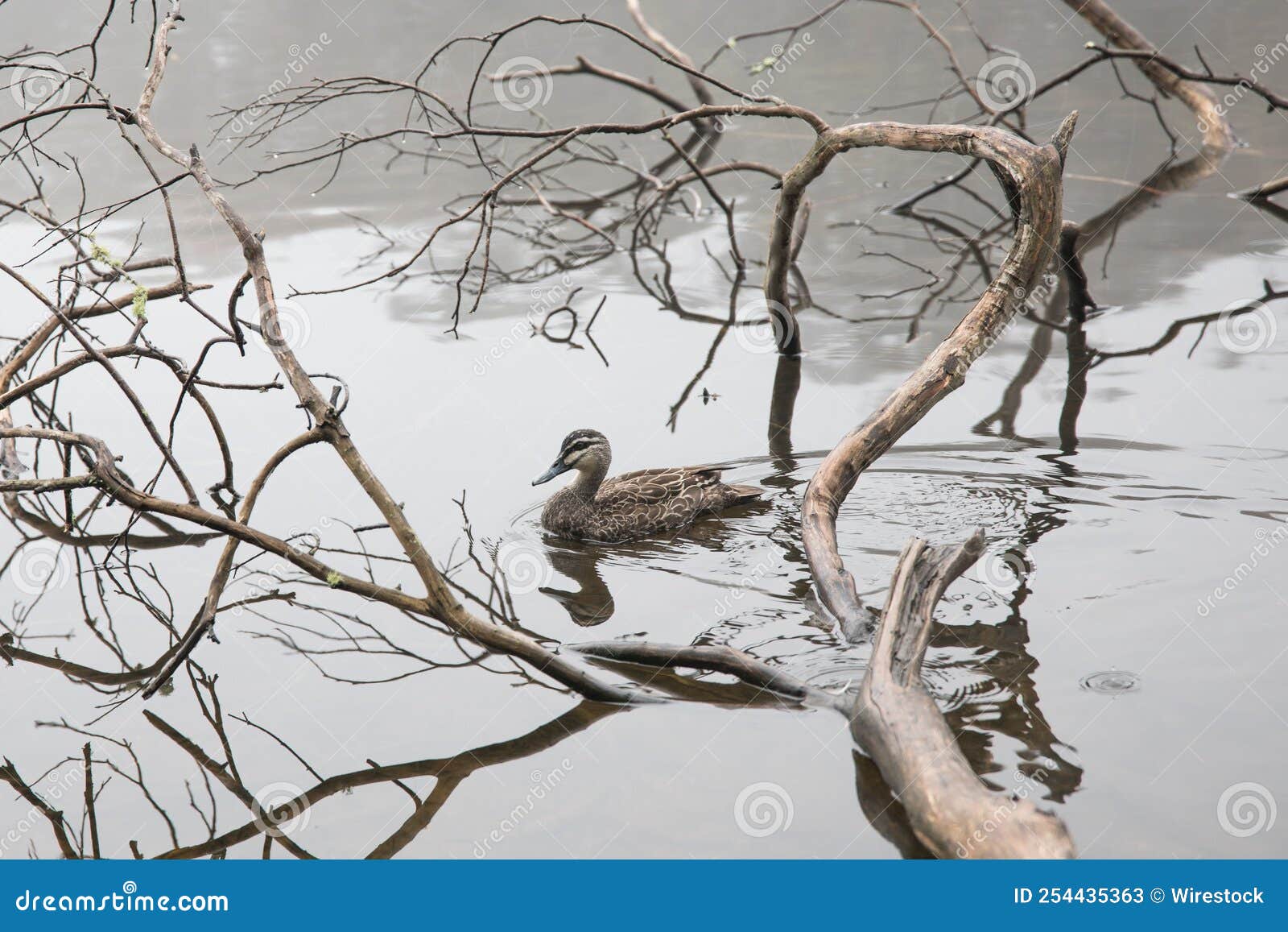 Gray Mallard Duck Floating in the Lake Stock Image - Image of bird ...
