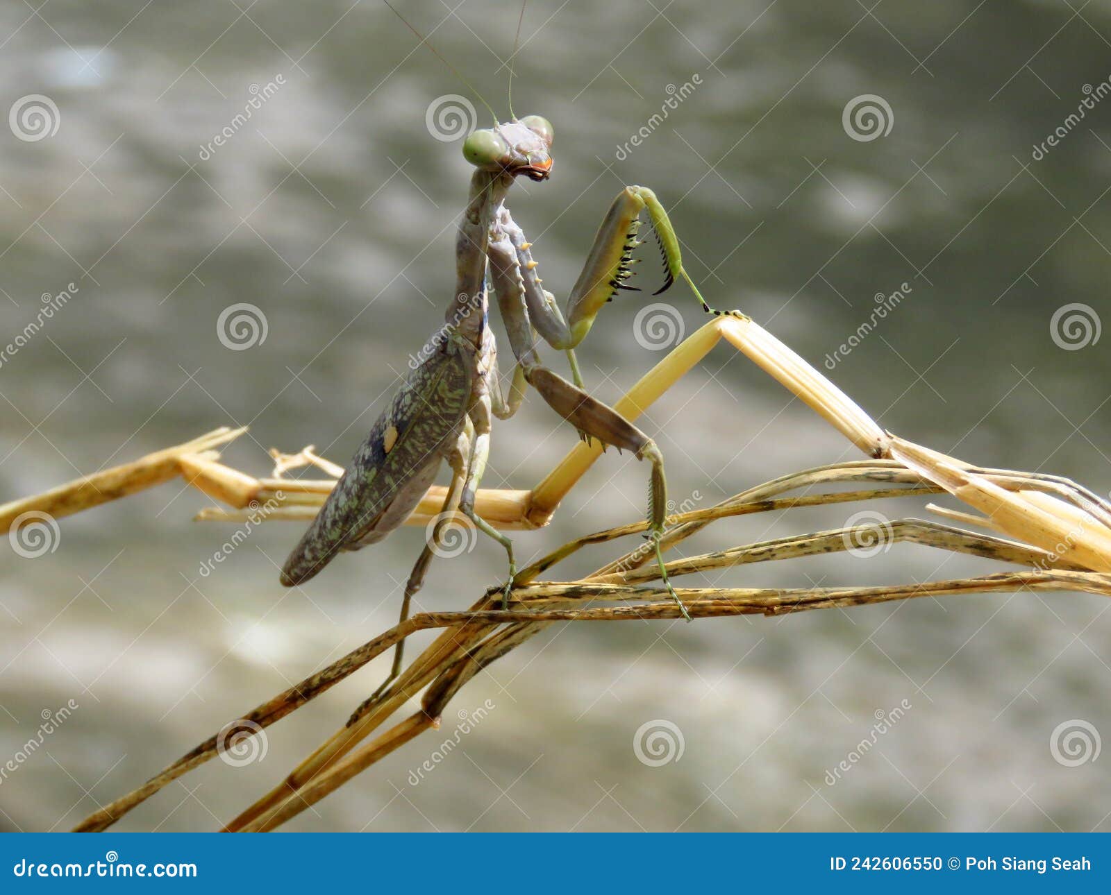 Gray Mantis Adapt To Surrounding Colour Stock Photo - Image of mountain ...