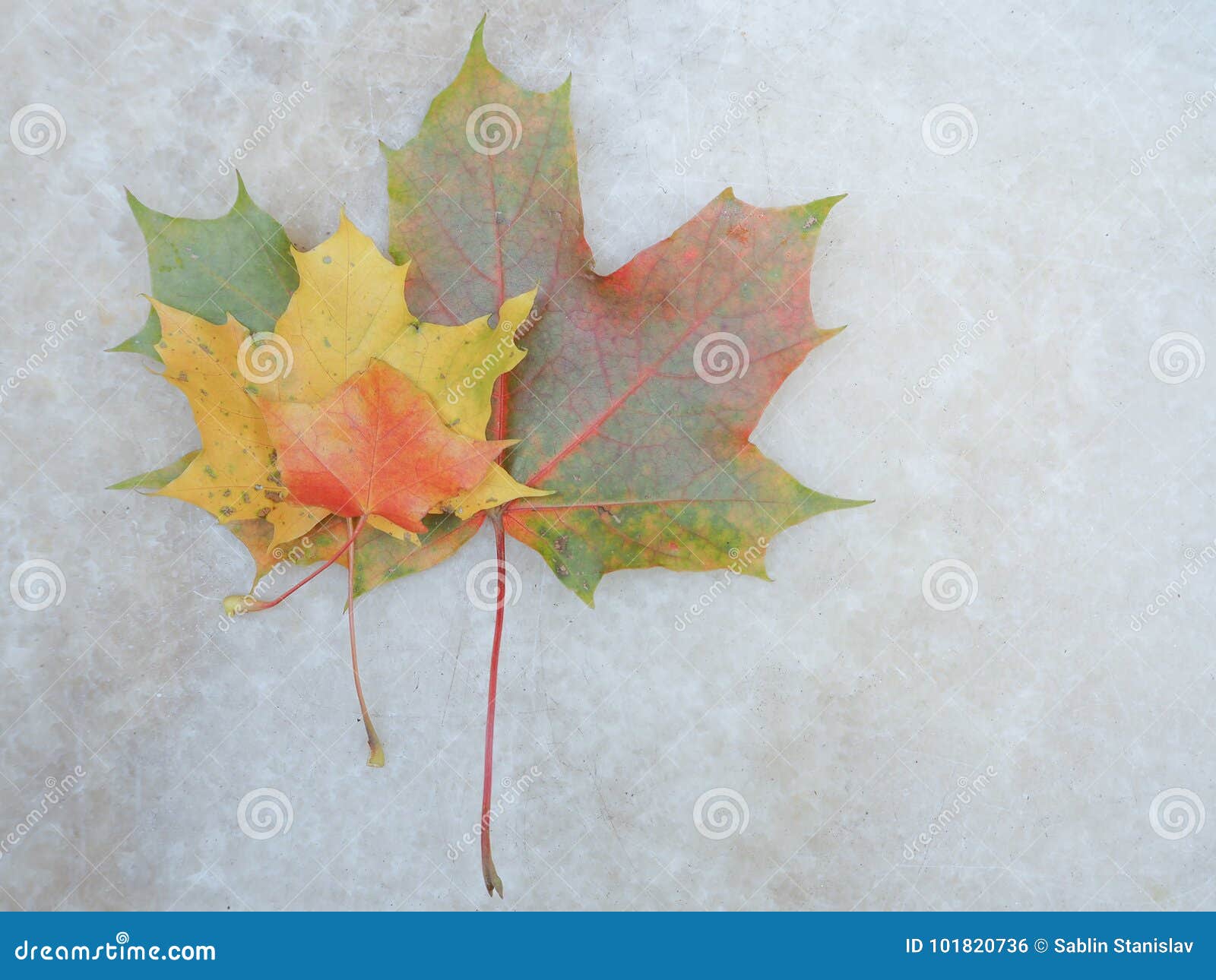 Marble Texture with Maple Leaf. Stock Photo - Image of dirty, ancient ...